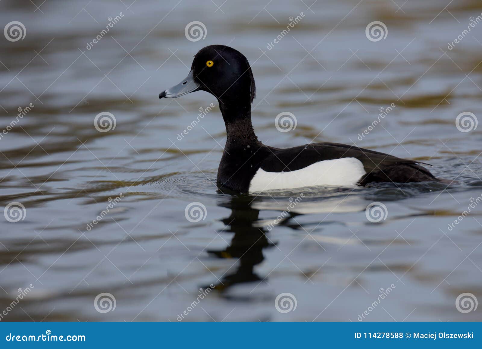 Pato Copetudo, Fuligula Del Aythya Foto de archivo - Imagen de verano ...