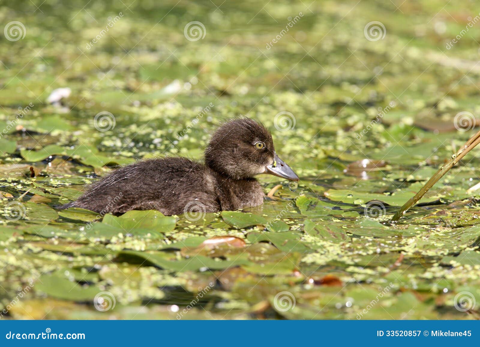 Pato Copetudo, Fuligula Del Aythya Imagen de archivo - Imagen de fauna ...