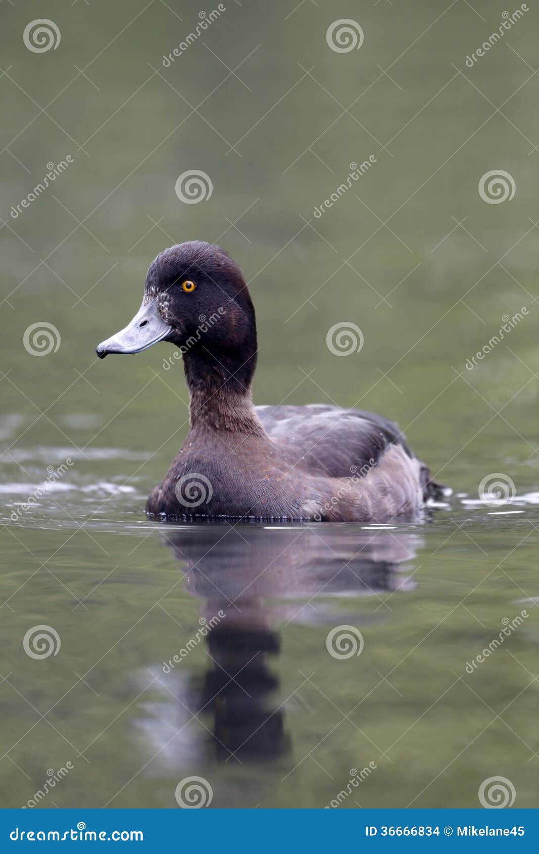 Pato Copetudo, Fuligula Del Aythya Foto de archivo - Imagen de urbano ...