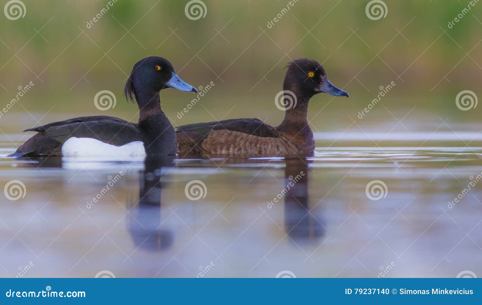 Pato Copetudo - Fuligula Del Aythya - Pares Foto de archivo - Imagen de ...