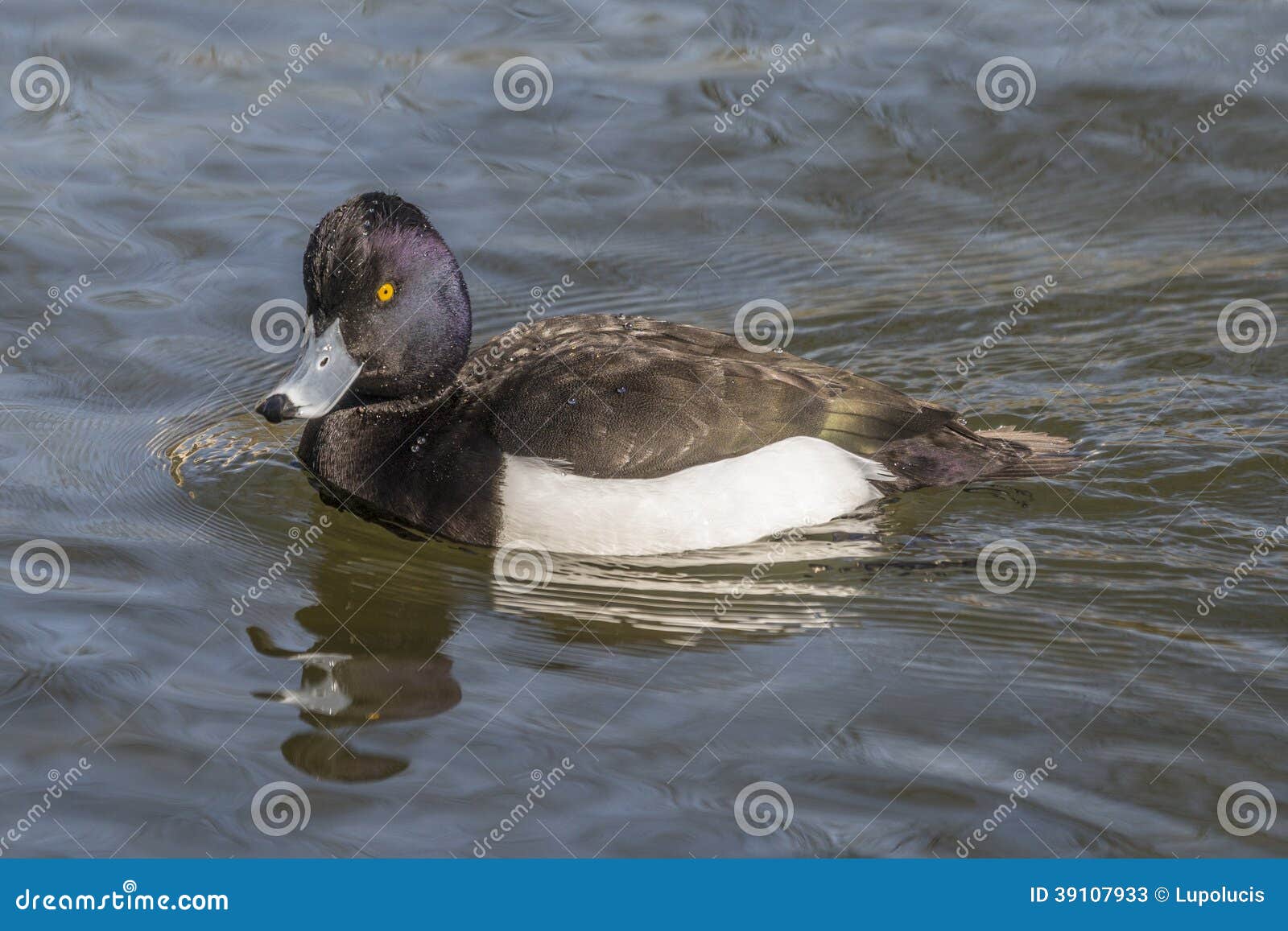 Pato copetudo masculino imagen de archivo. Imagen de agua - 39107933
