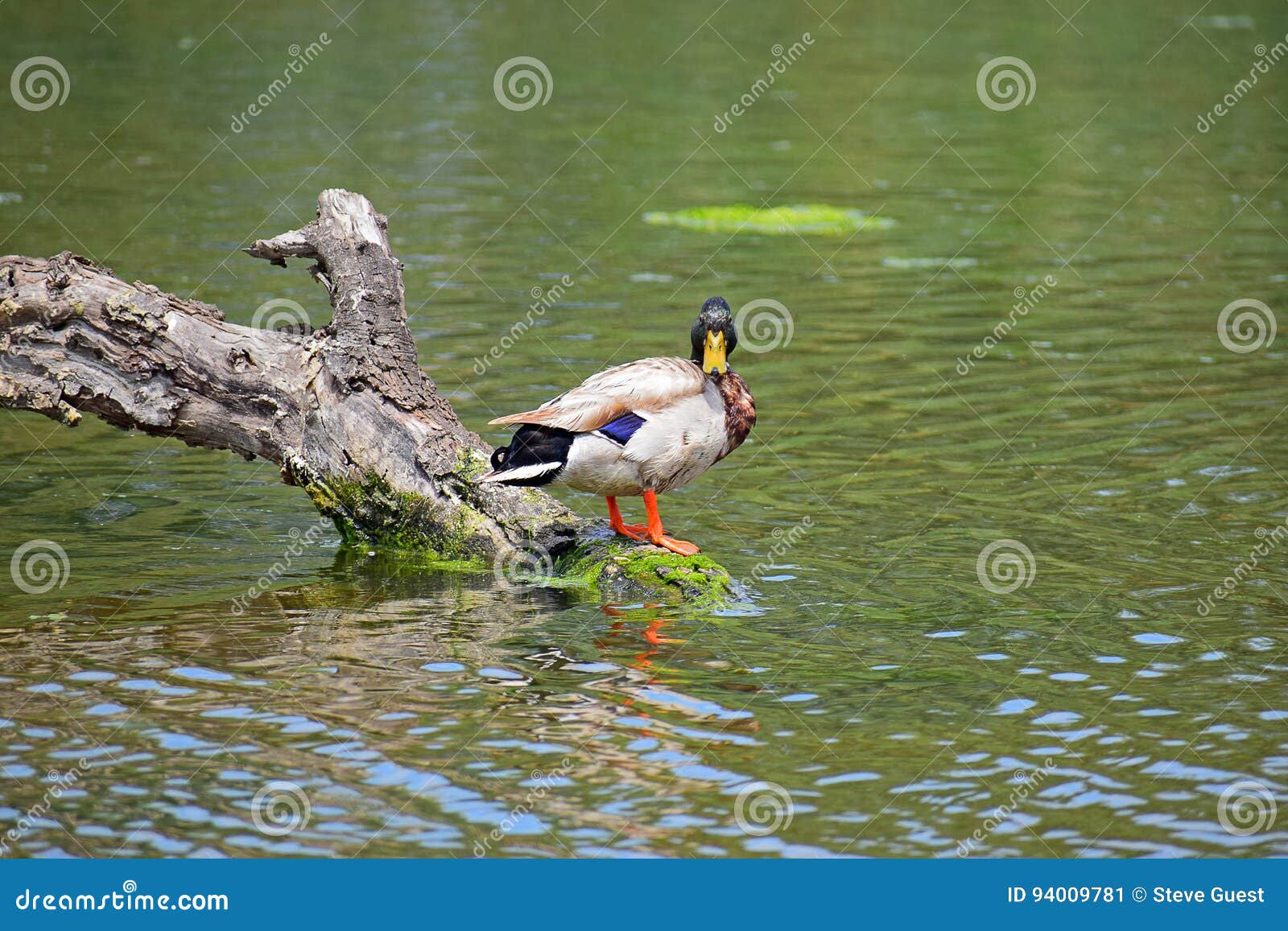Pato De Color Caqui De Campbell Imagen de archivo - Imagen de charca ...