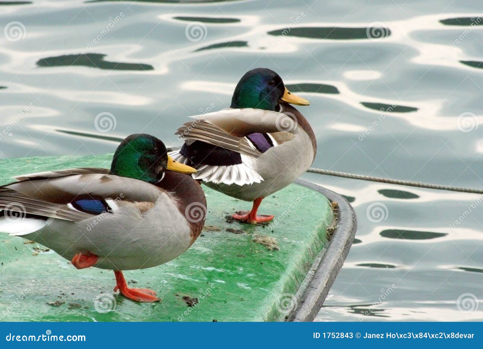 Pato De Dos Patos Silvestres Imagen de archivo - Imagen de cubo ...