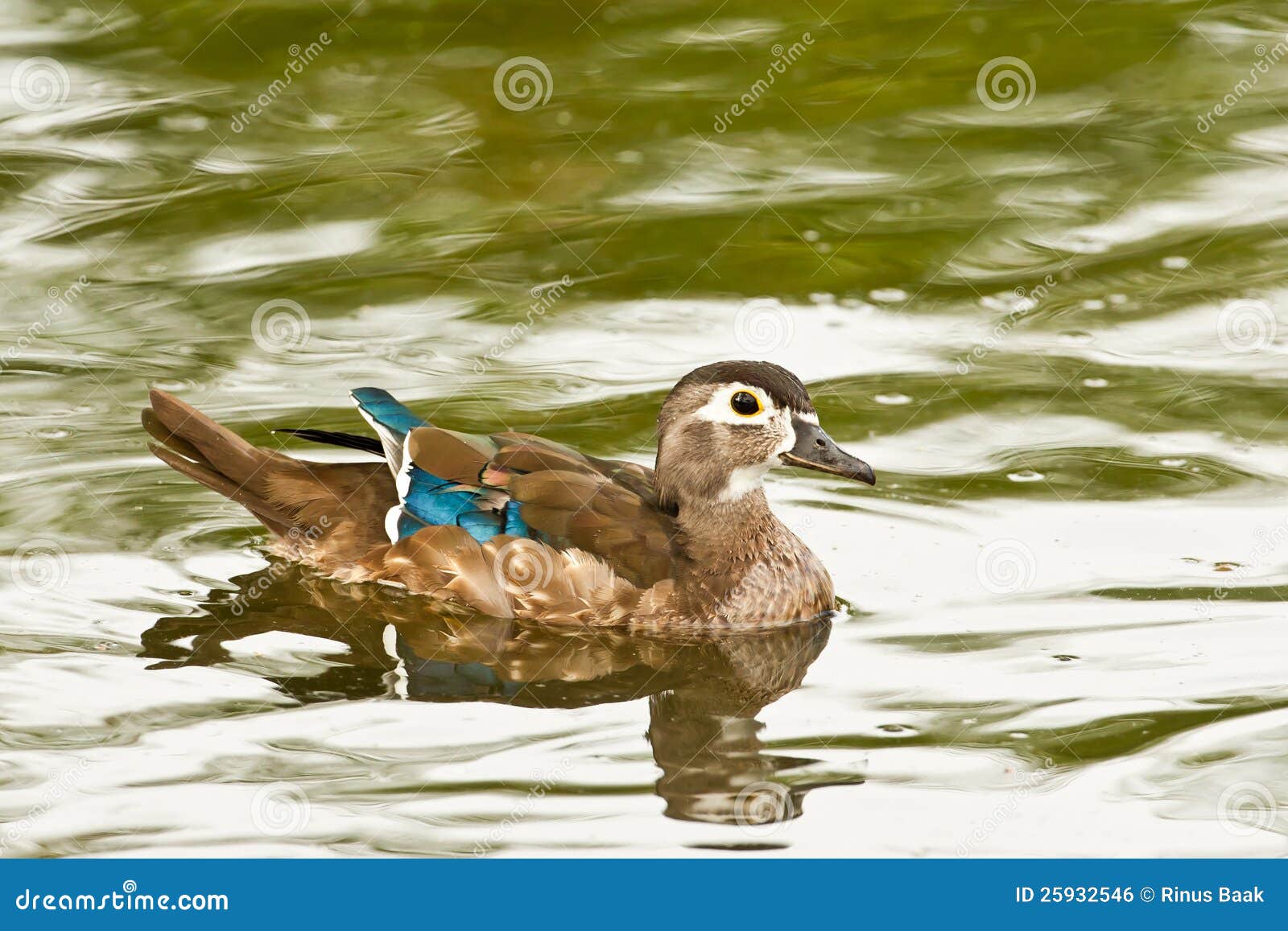 Pato de madeira fêmea foto de stock. Imagem de eclipse - 25932546