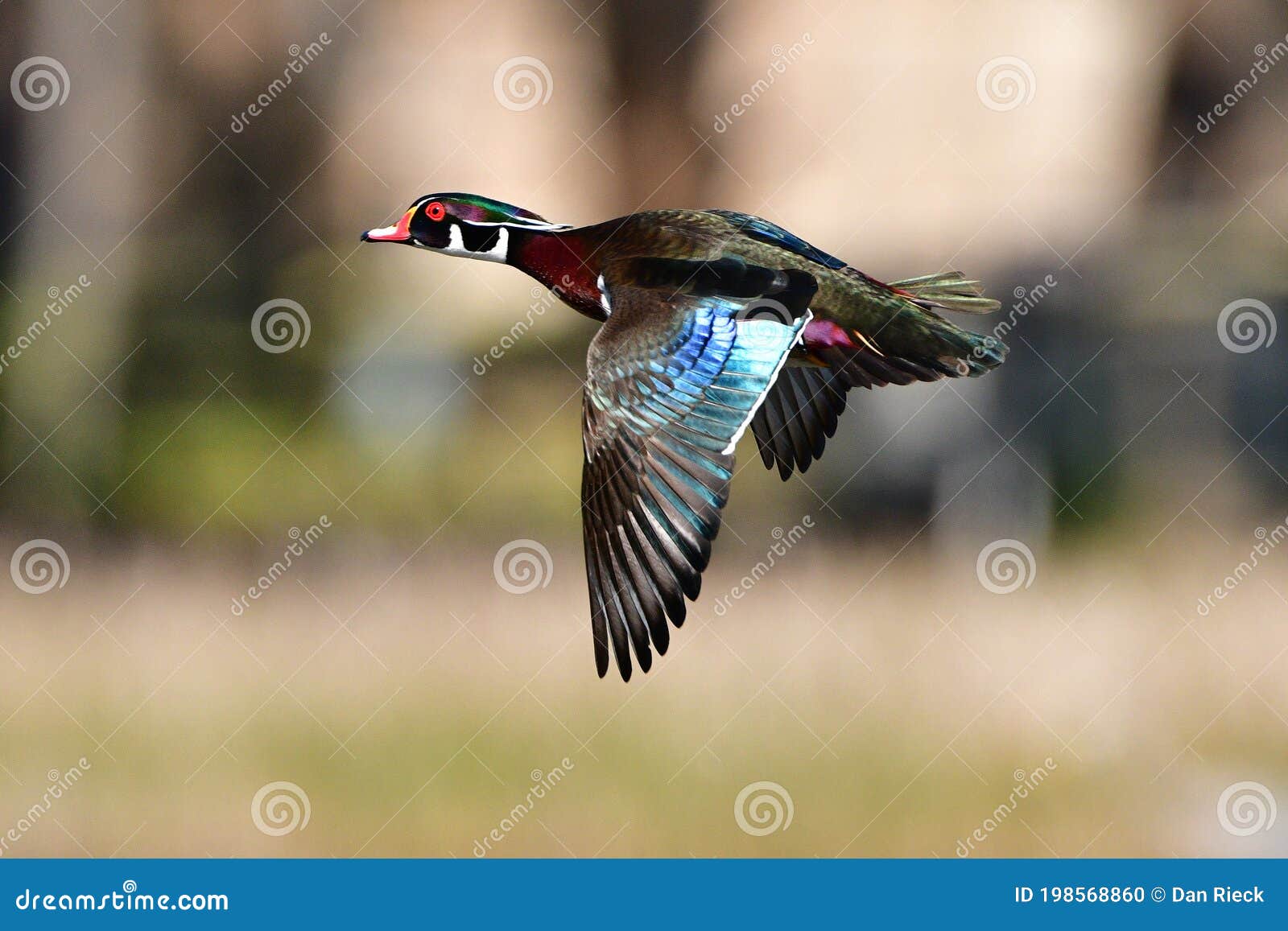Pato De Madera Volando Con Hermosos Colores Foto de archivo - Imagen de ...