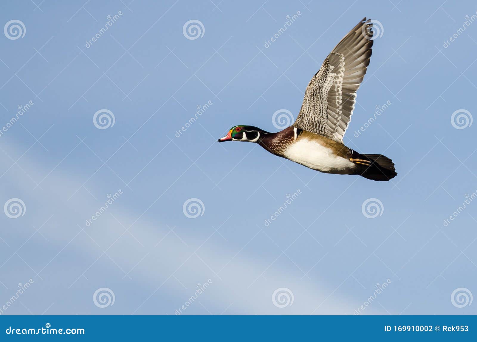 Pato De Madera Volando En Un Cielo Azul Foto de archivo - Imagen de ...