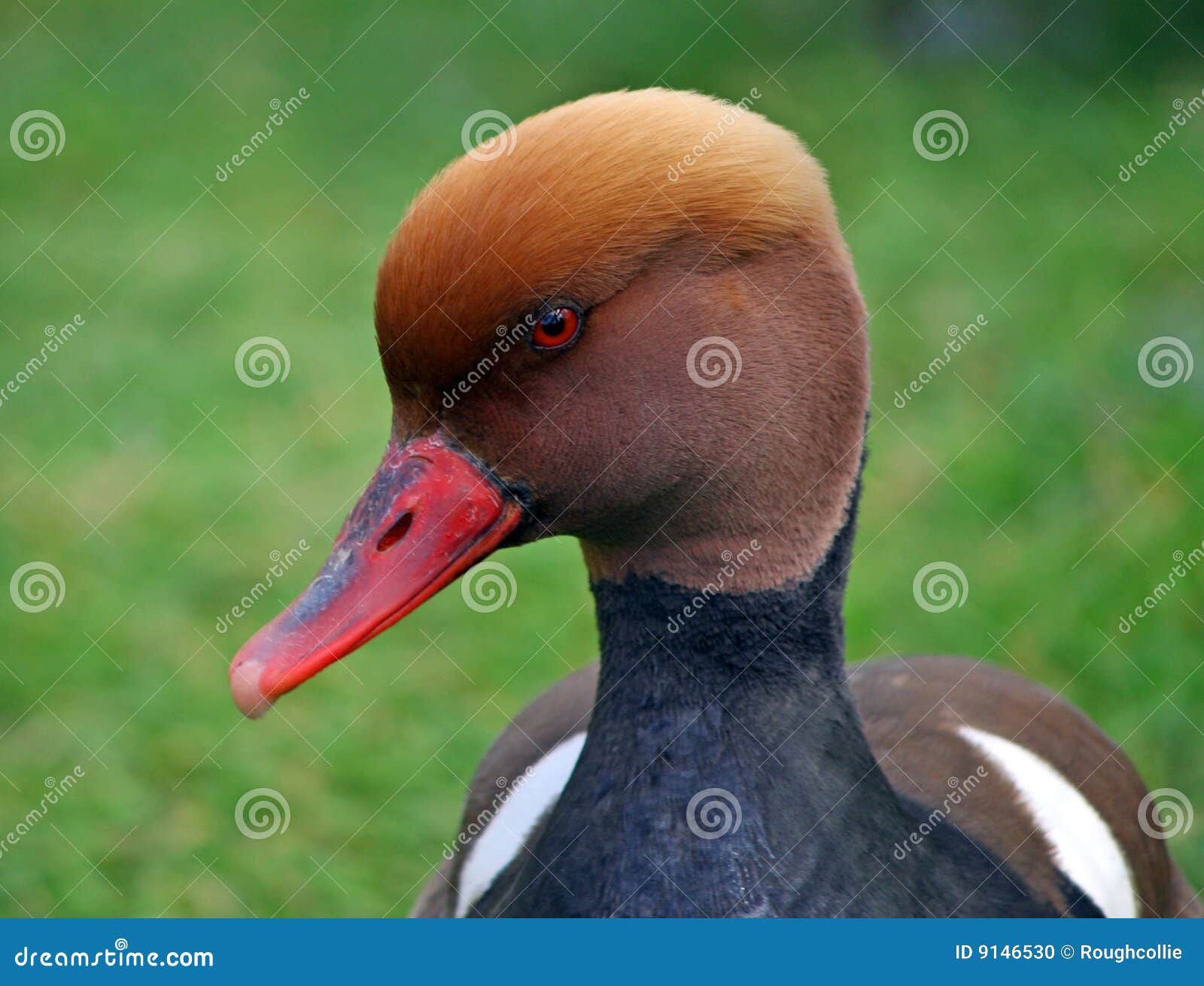 Pato De Mar Con Cresta Rojo Foto de archivo - Imagen de cubo, adorable ...