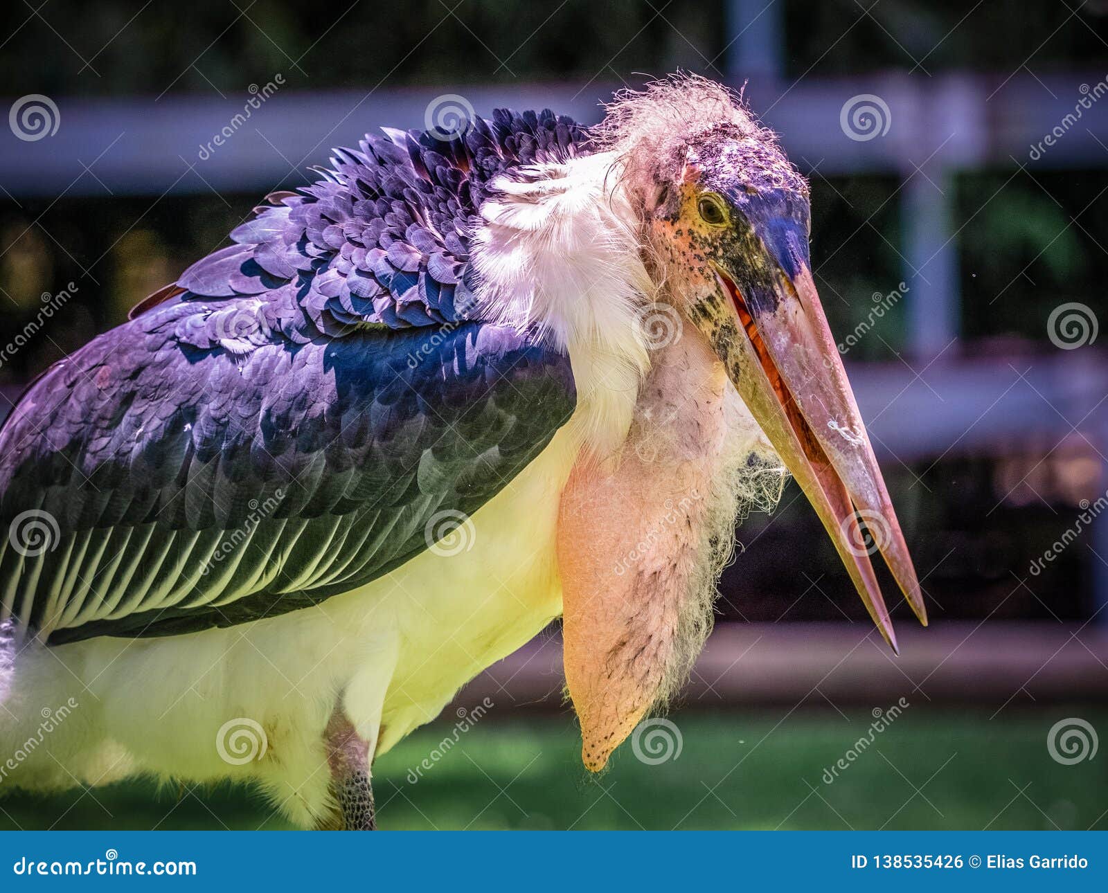 Pato de Muscovy foto de archivo. Imagen de cubo, pista - 138535426