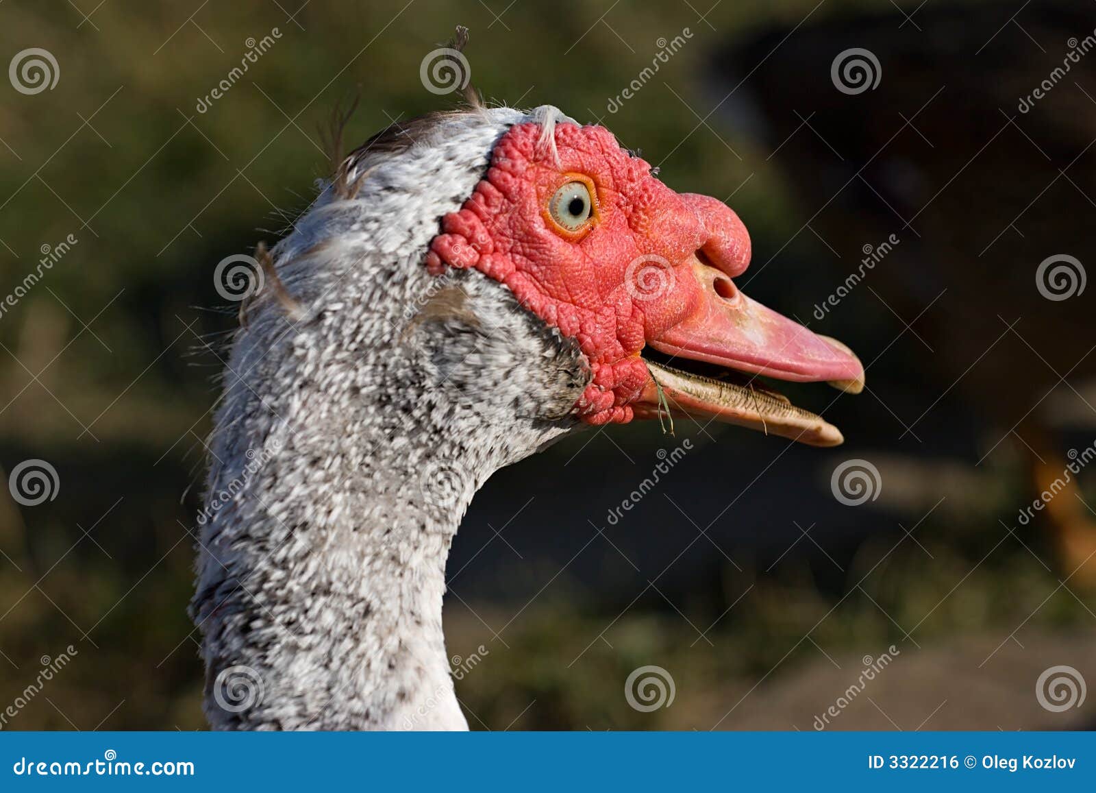 Pato de Muscovy foto de archivo. Imagen de pico, doméstico - 3322216