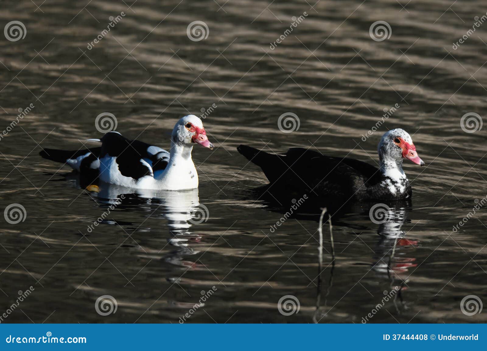 Pato de Muscovy foto de stock. Imagem de nave, muscovita - 37444408