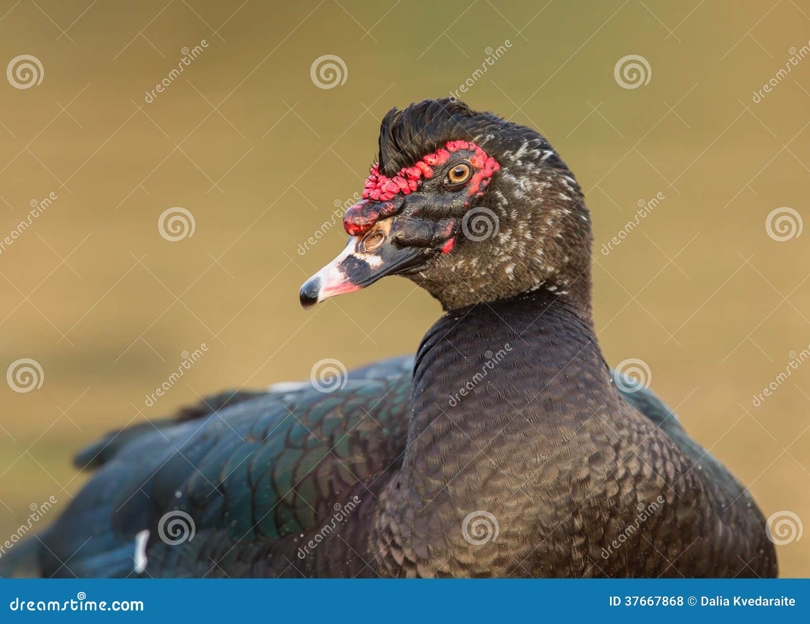 Pato de Muscovy foto de stock. Imagem de animal, pato - 37667868