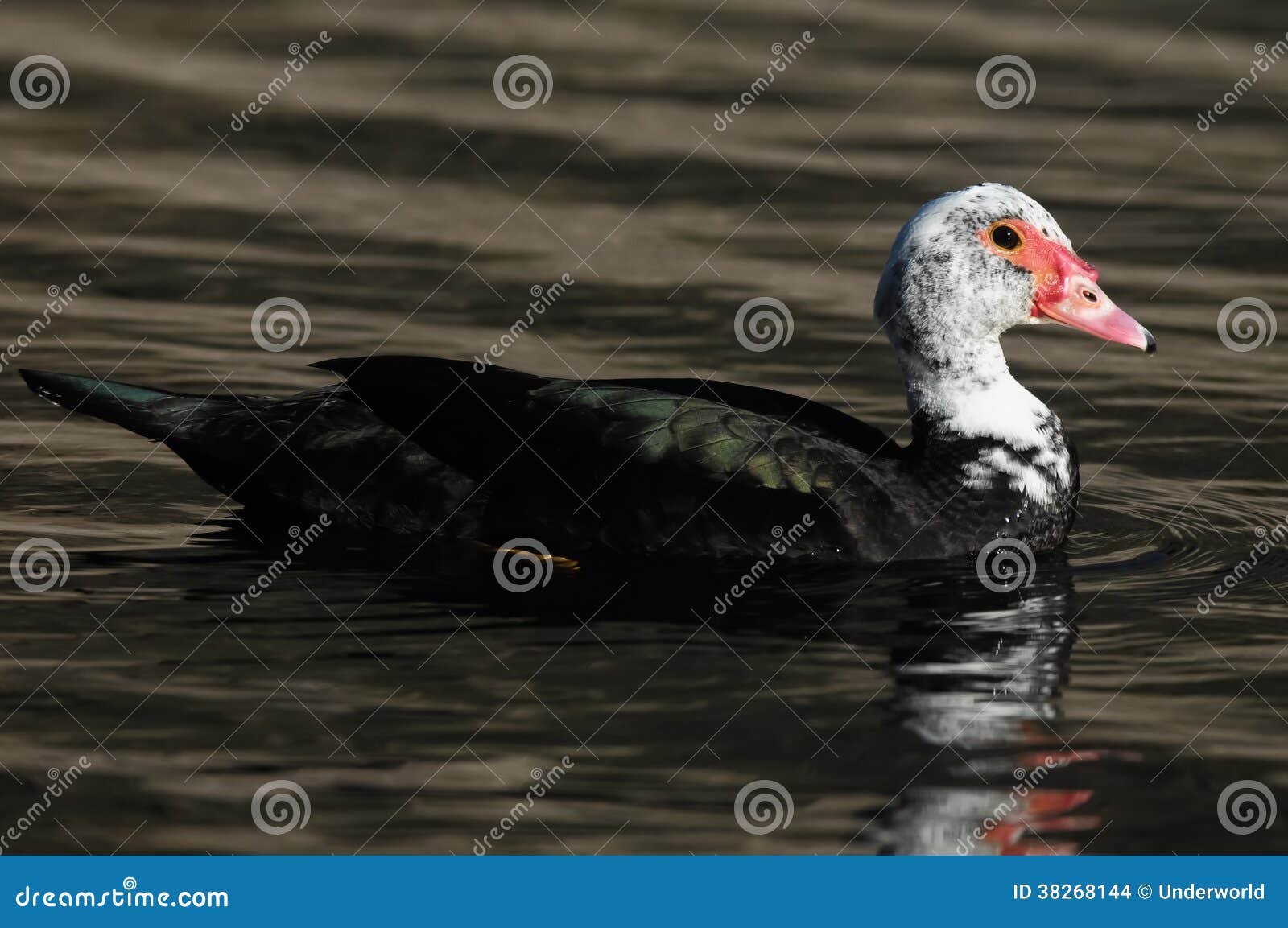 Pato de Muscovy foto de archivo. Imagen de primer, negro - 38268144