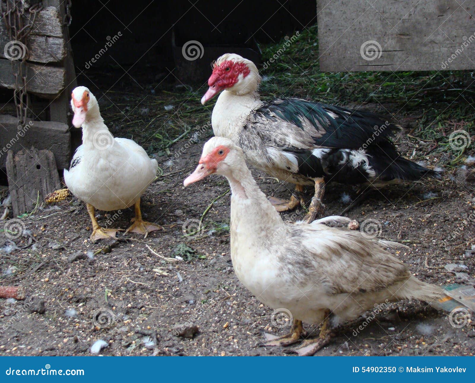 Pato de Muscovy foto de archivo. Imagen de waterfowl - 54902350