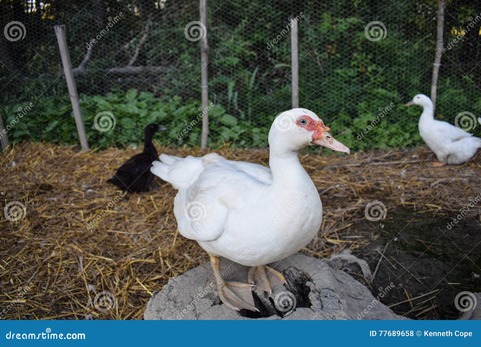 Pato de Muscovy foto de archivo. Imagen de jaula, hembra - 77689658