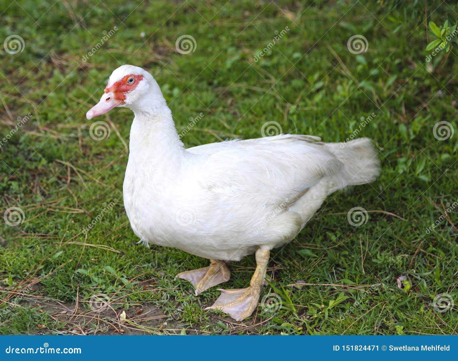 Pato de Muscovy blanco imagen de archivo. Imagen de backyard - 151824471
