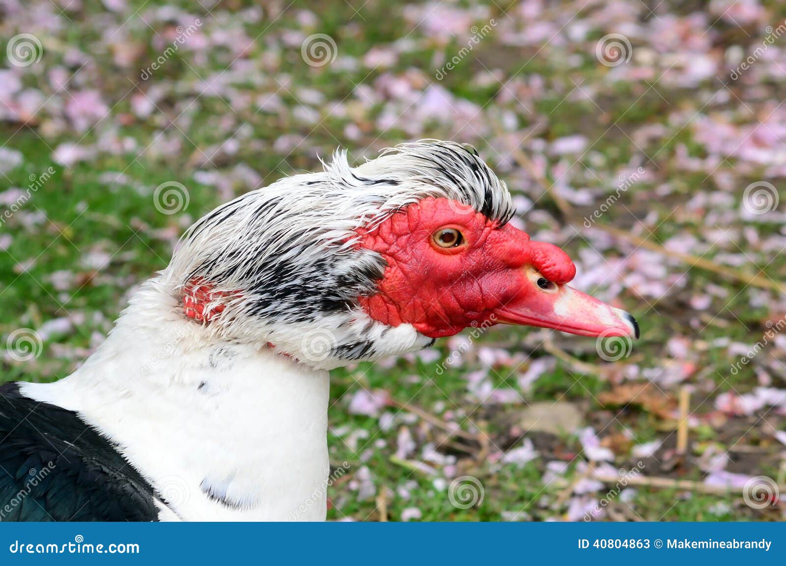 Pato De Muscovy Dirigido Rojo Imagen de archivo - Imagen de muscovina ...
