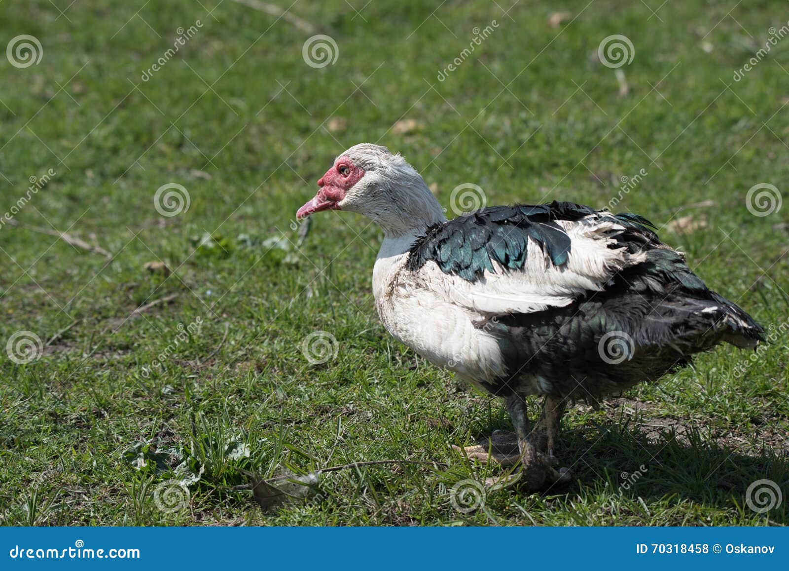 Pato De Muscovy En El Corral Foto de archivo - Imagen de granja, verde ...