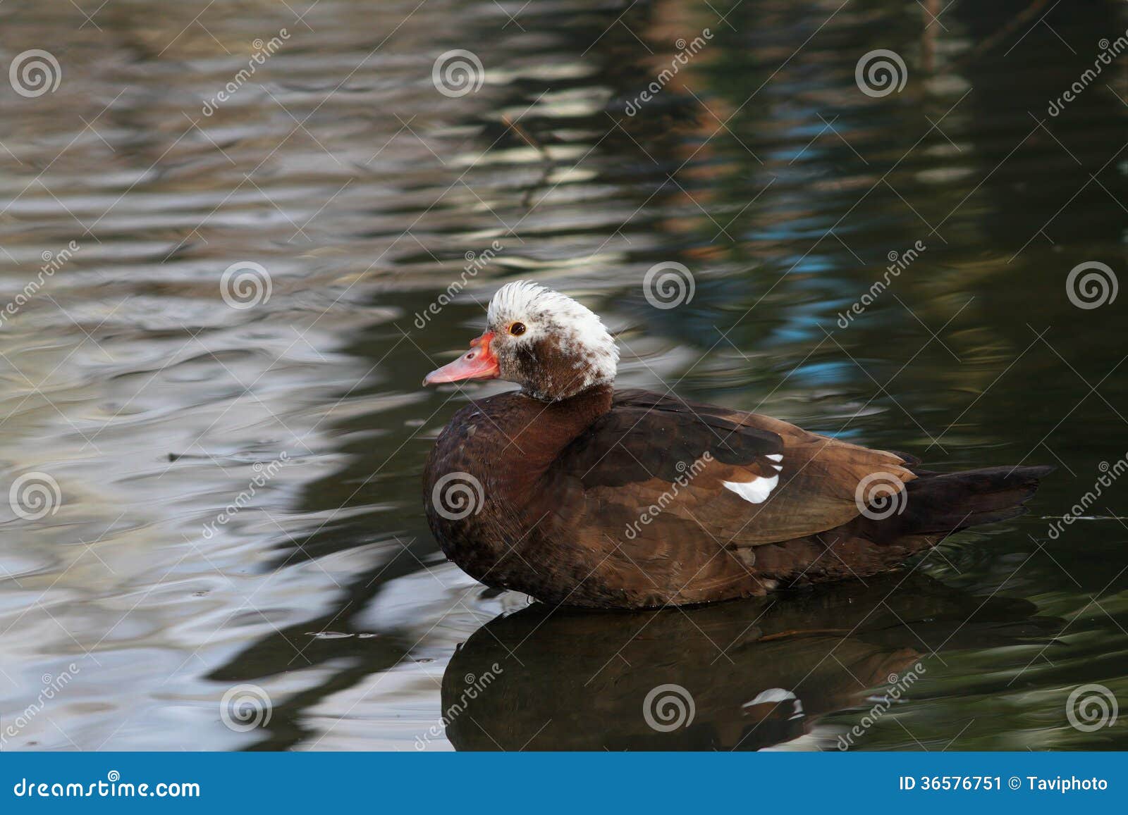 Pato De Muscovy En Una Charca Imagen de archivo - Imagen de waterfowl ...