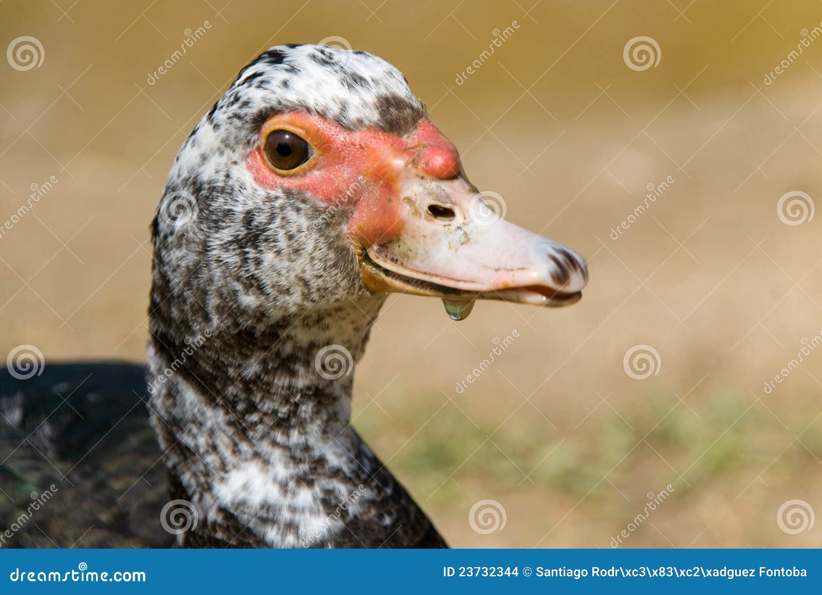 Pato de Muscovy joven foto de archivo. Imagen de horizontal - 23732344