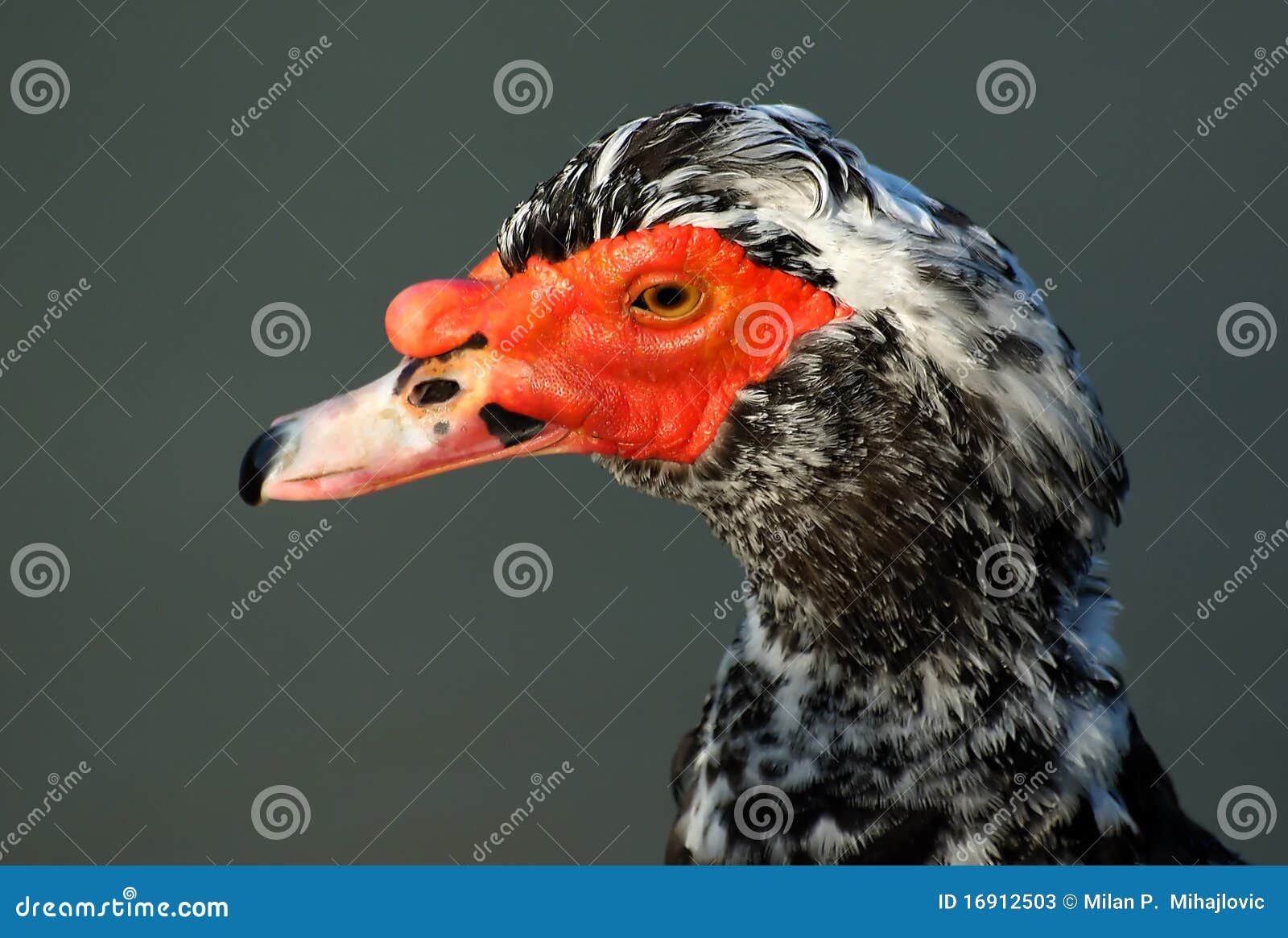 Pato de muscovy masculino imagen de archivo. Imagen de wildfowl - 16912503