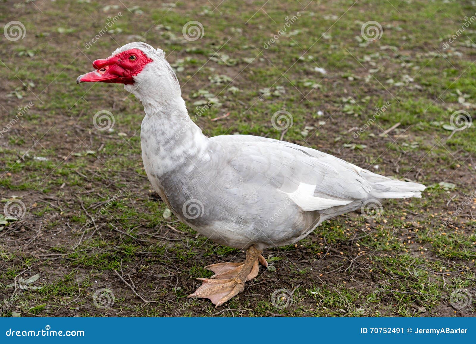 Pato de muscovy masculino imagen de archivo. Imagen de lavanda - 70752491