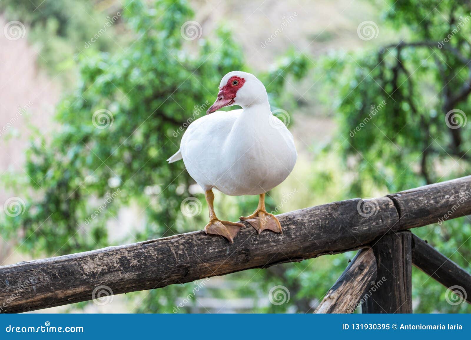 Pato De Muscovy Monte Urpinu Park Imagen de archivo - Imagen de cubo ...