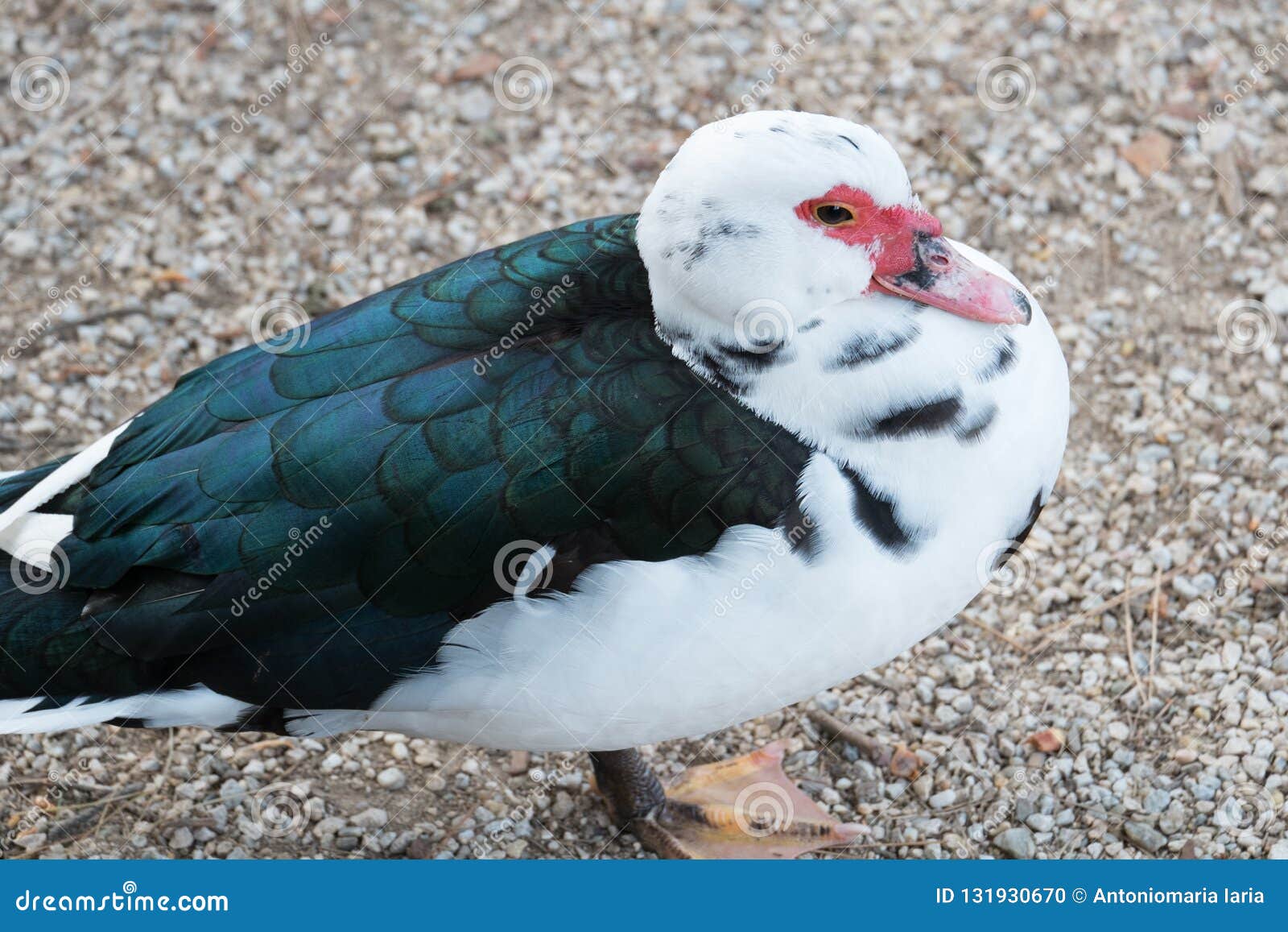 Pato De Muscovy Monte Urpinu Park Foto de archivo - Imagen de alimento ...
