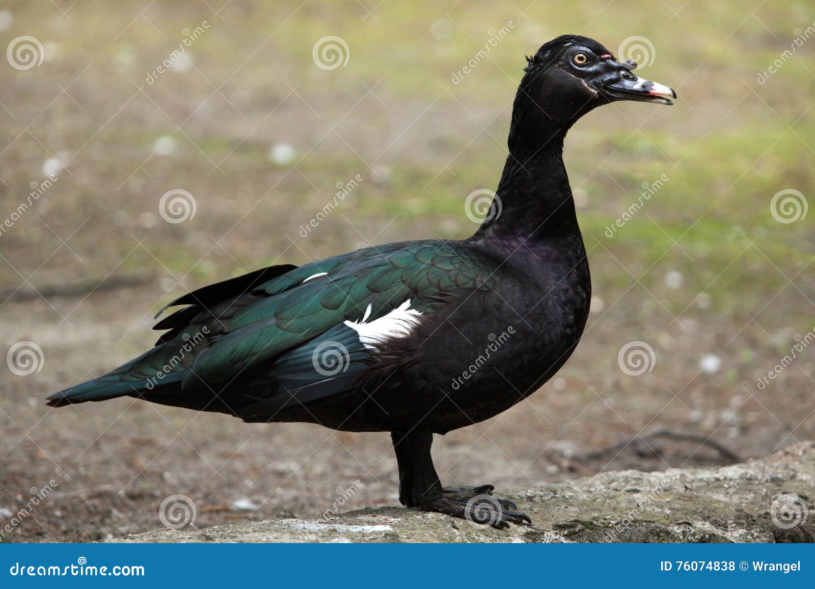 Pato De Muscovy (moschata Del Cairina) Foto de archivo - Imagen de ...
