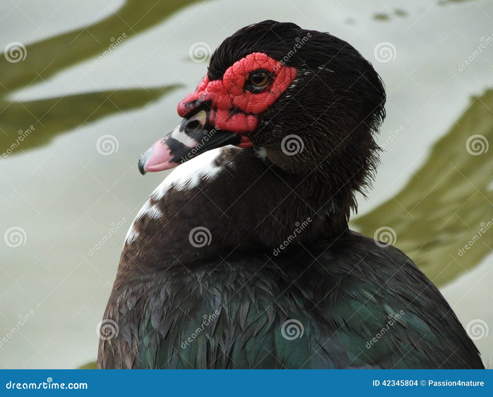 Pato De Muscovy (moschata Do Cairina) Foto de Stock - Imagem de marrom ...
