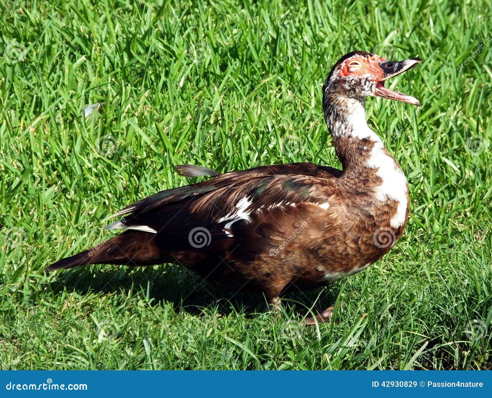 Pato De Muscovy (moschata Do Cairina) Imagem de Stock - Imagem de ...
