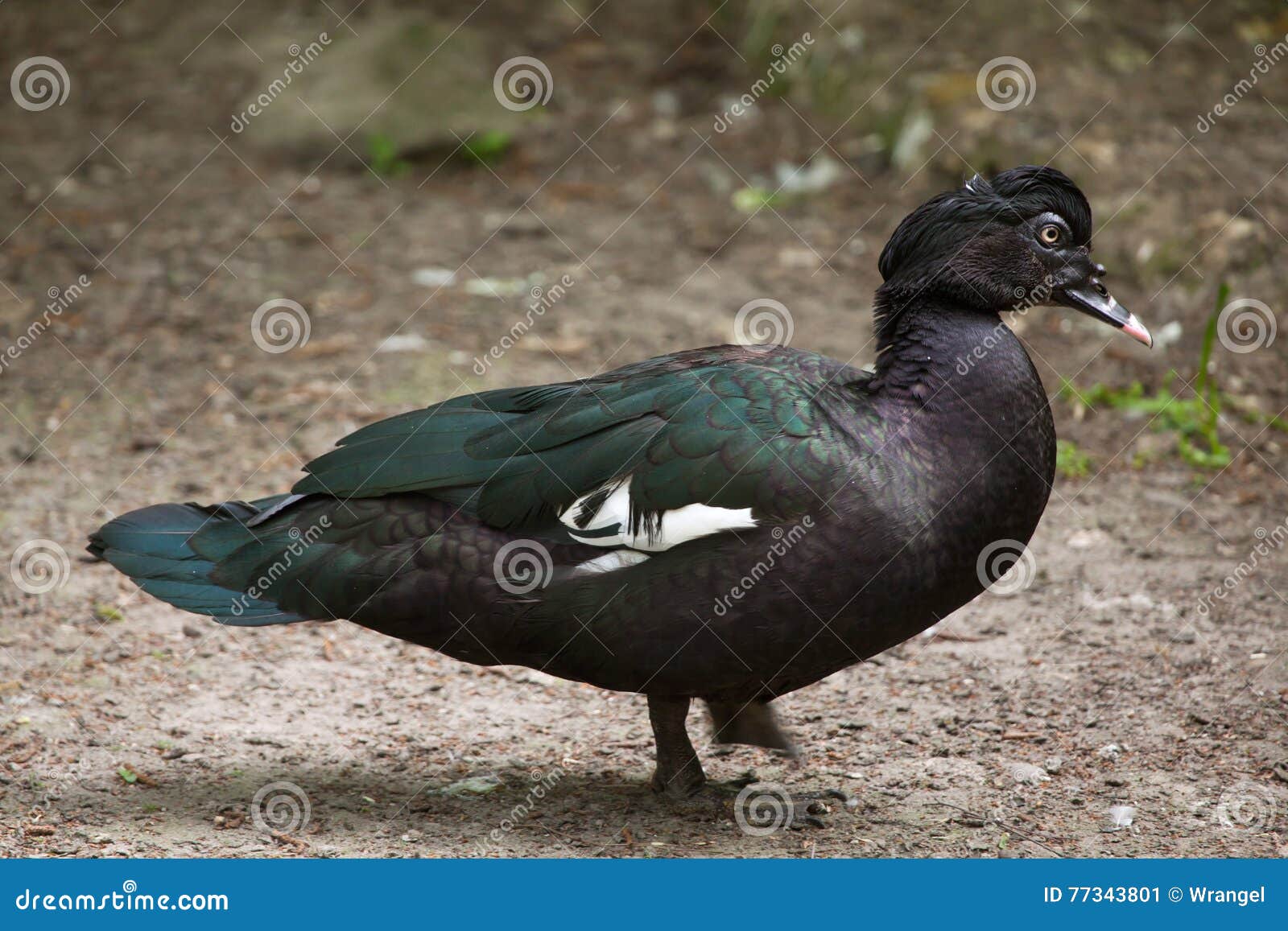 Pato De Muscovy & X28; Moschata& X29 Do Cairina; Imagem de Stock ...