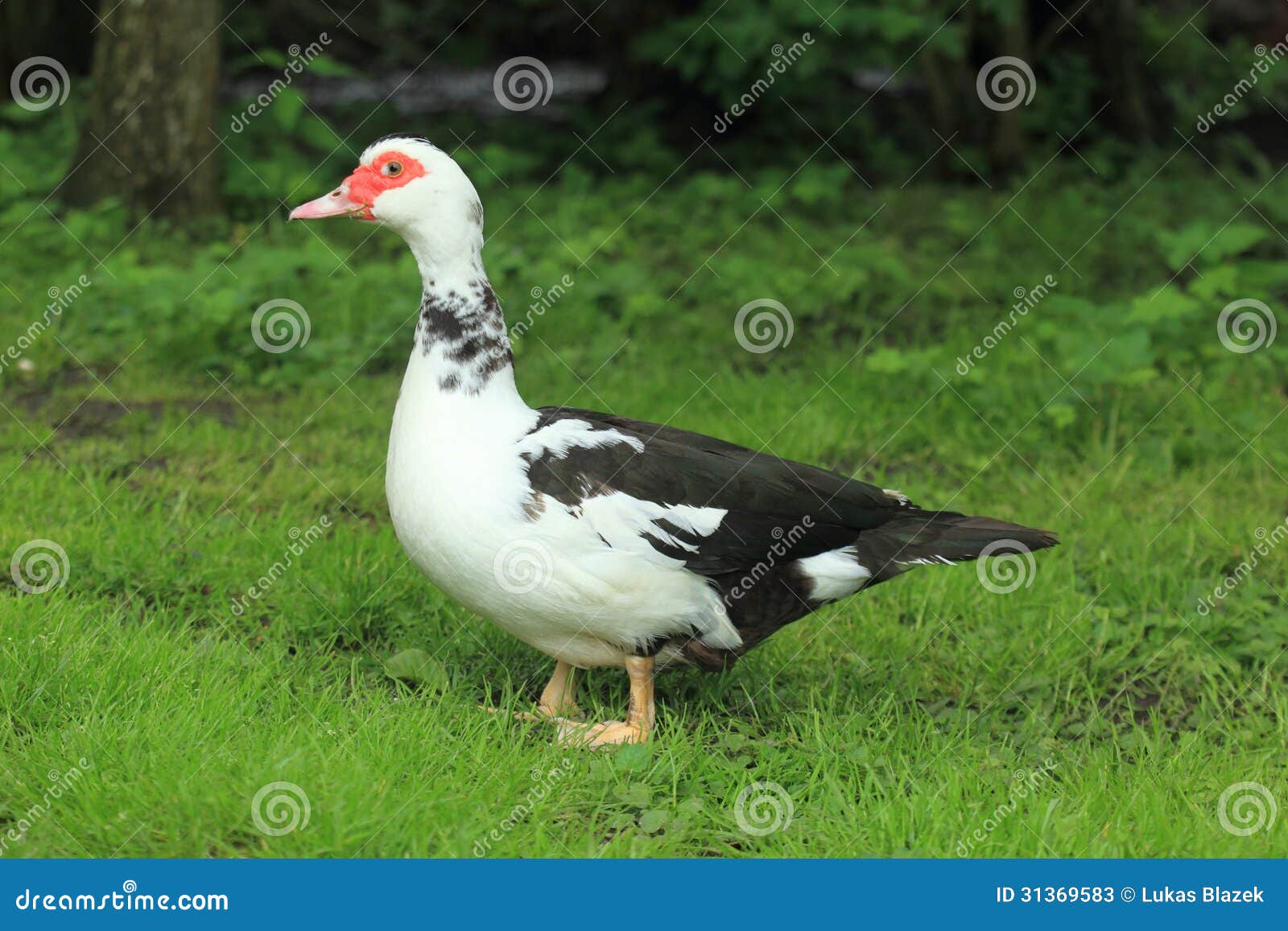 Pato de muscovy nacional imagen de archivo. Imagen de cubo - 31369583