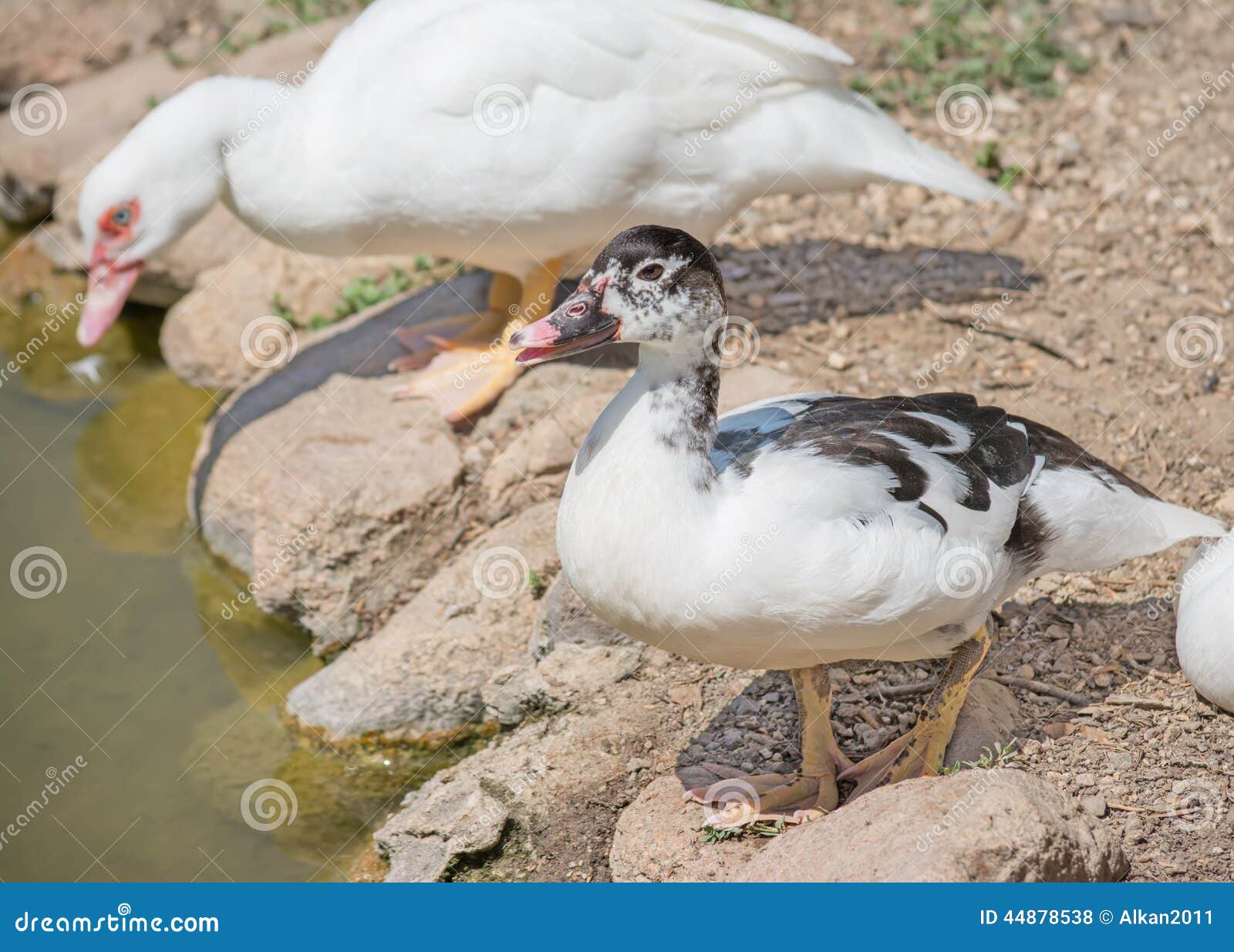 Pato de muscovy novo foto de stock. Imagem de fazenda - 44878538