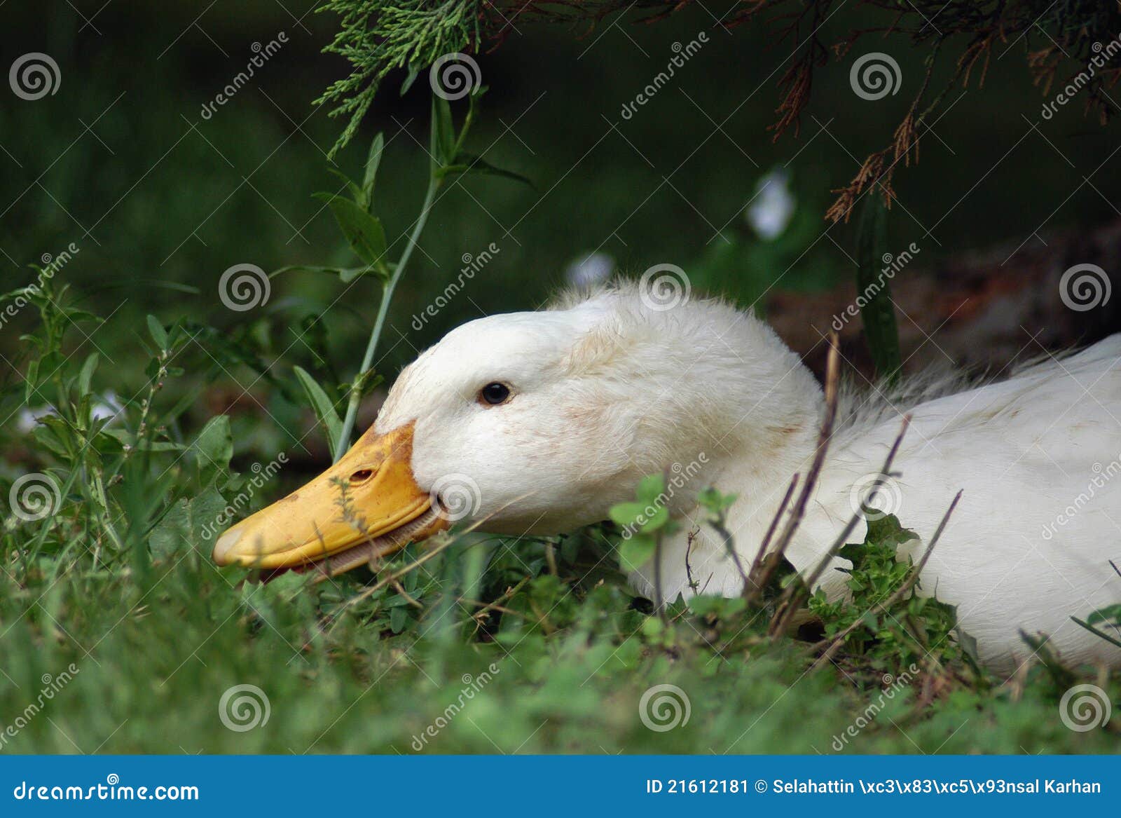 Pato de Pekin imagem de stock. Imagem de animal, grama - 21612181