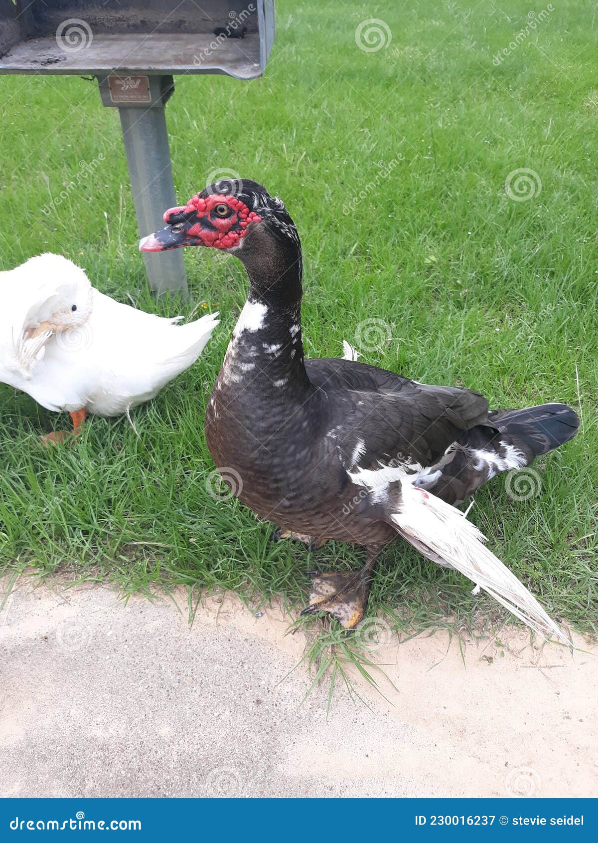 Pato-de-porco feio imagem de stock. Imagem de pato, waterfowl - 230016237