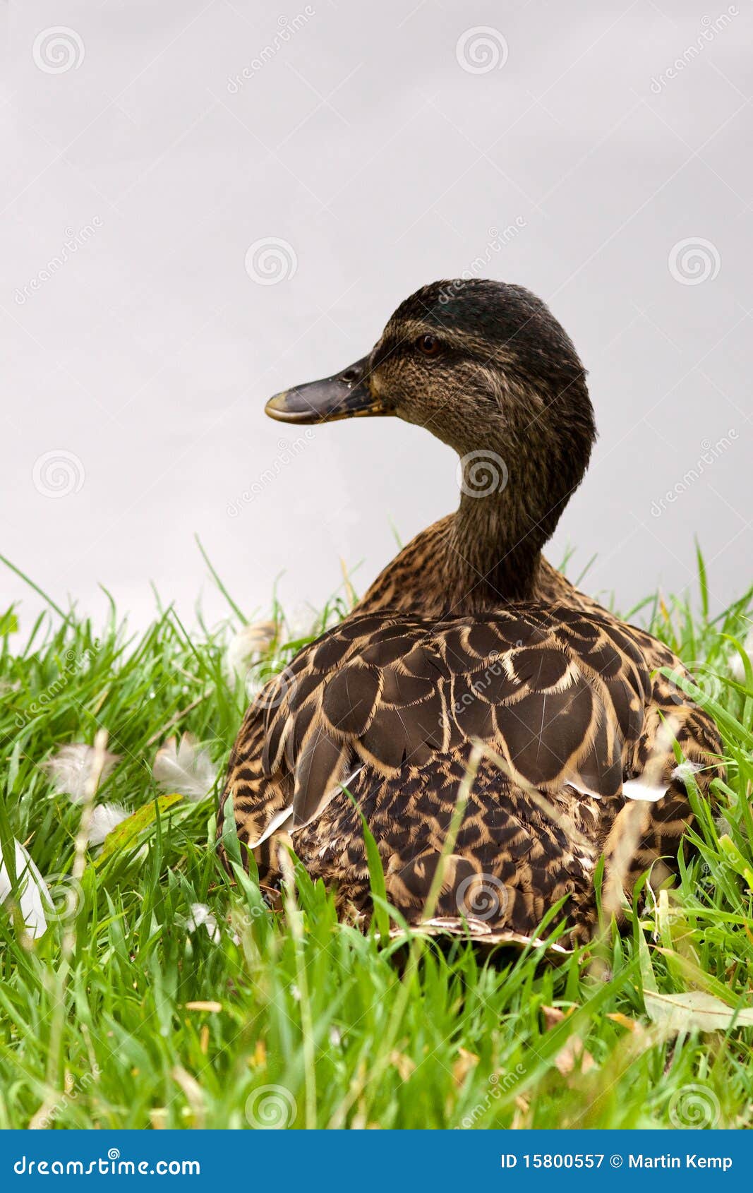 Pato de sentada imagen de archivo. Imagen de joven, verde - 15800557
