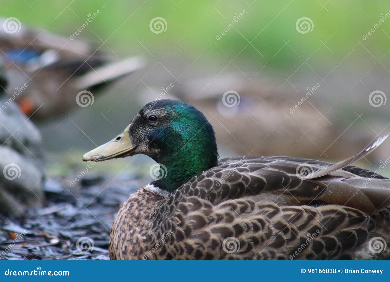 Pato de sentada foto de archivo. Imagen de riachuelo - 98166038