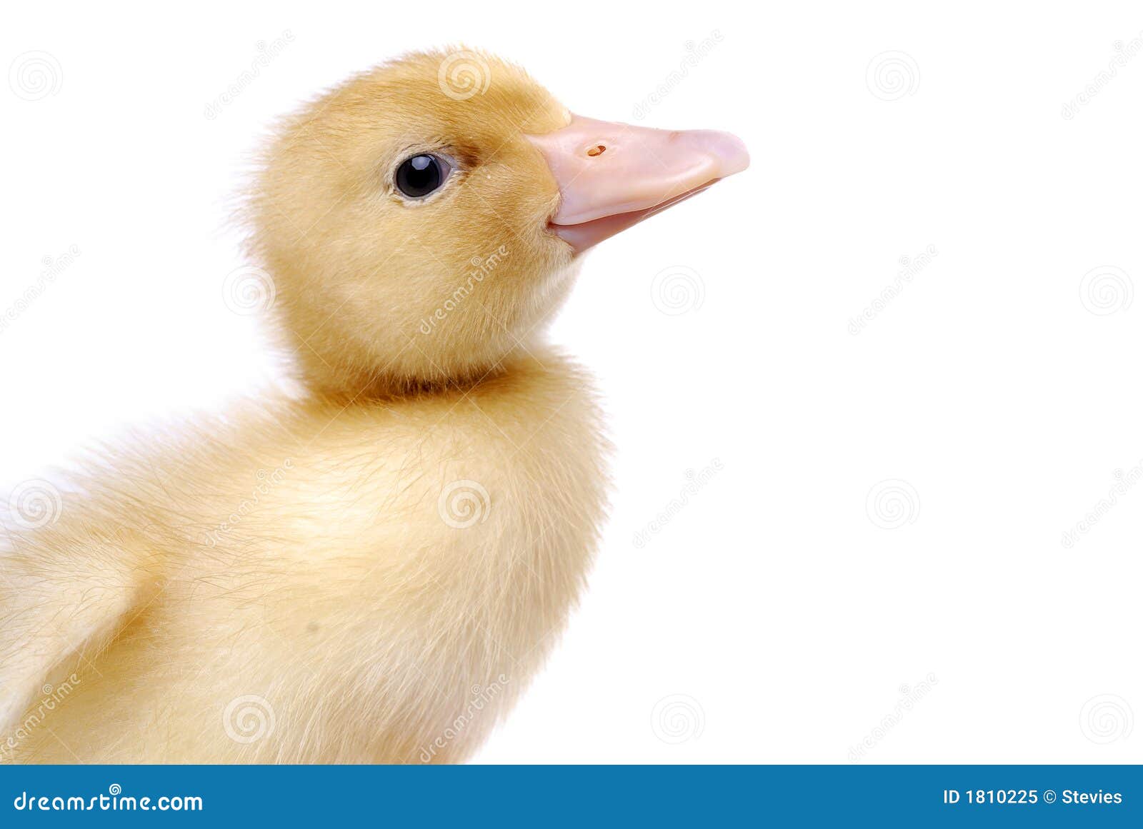 Pato del bebé imagen de archivo. Imagen de pascua, abajo - 1810225