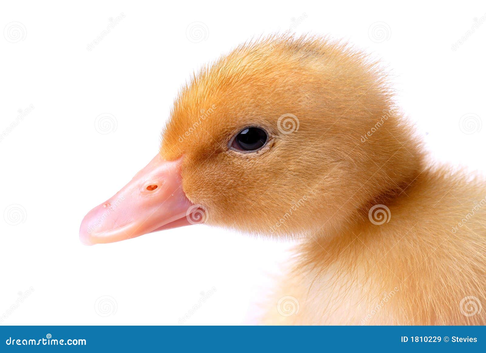Pato del bebé imagen de archivo. Imagen de pico, granja - 1810229