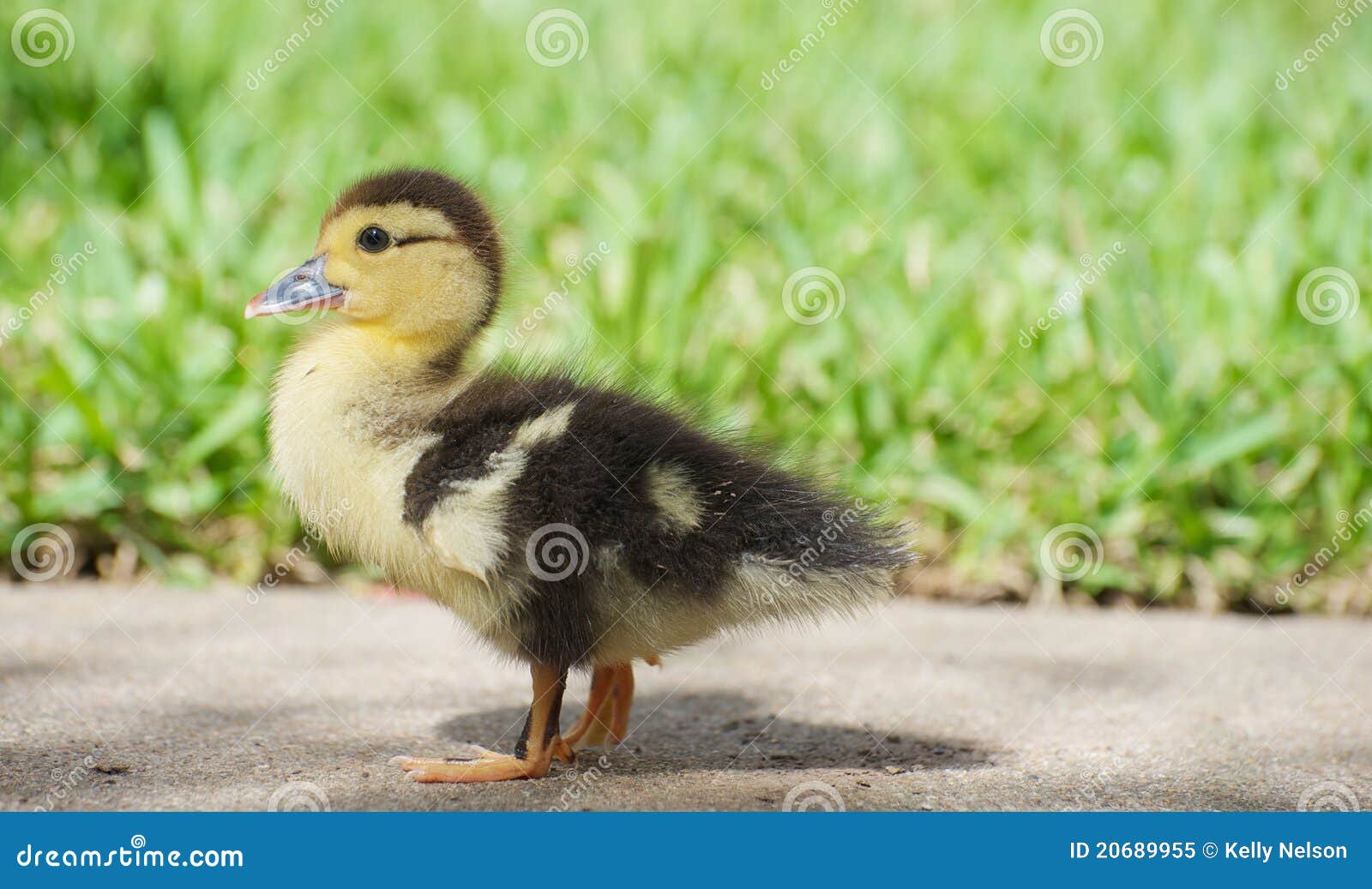 Pato del bebé. imagen de archivo. Imagen de dulce, adorable - 20689955