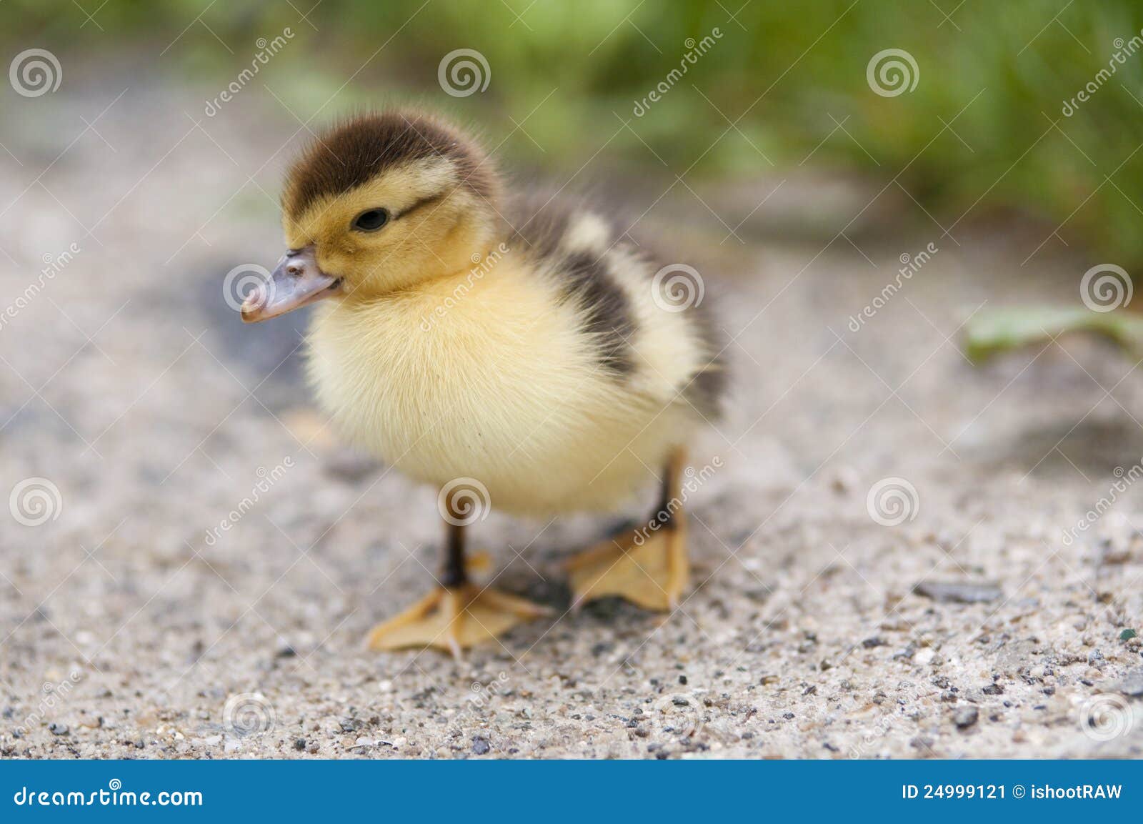 Pato del bebé imagen de archivo. Imagen de mallard, aves - 24999121