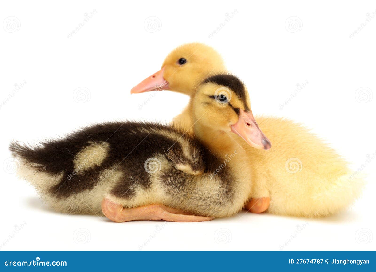 PATO DEL BEBÉ Fotografía de archivo libre de regalías - Imagen: 27674787