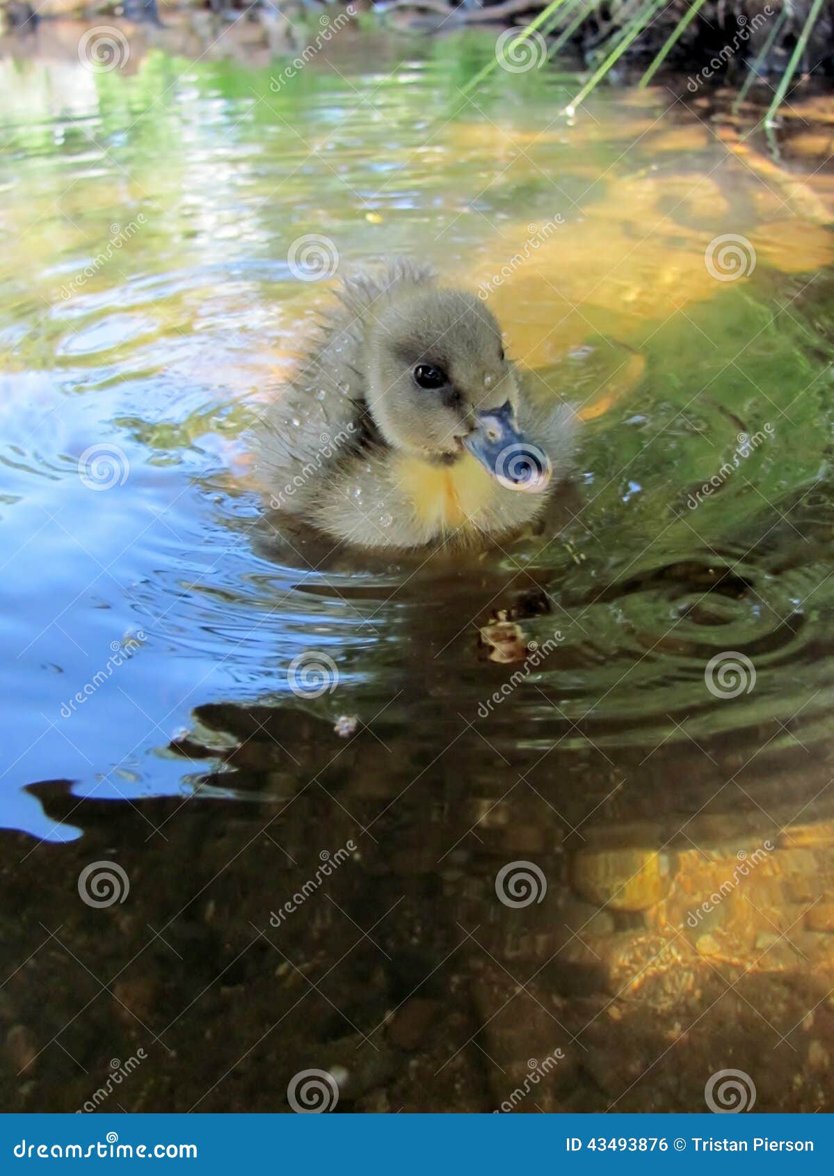 Pato del bebé foto de archivo. Imagen de lindo, mascota - 43493876