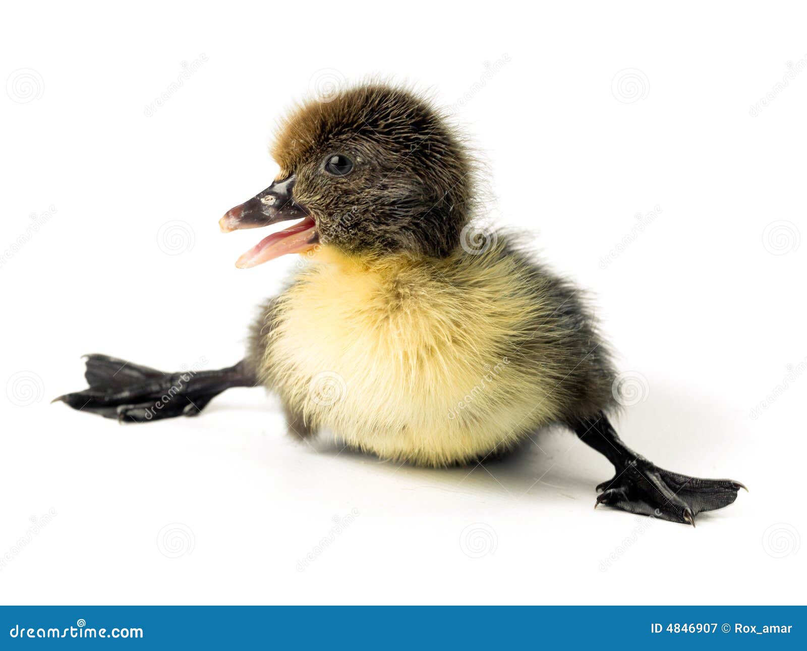 Pato del bebé imagen de archivo. Imagen de nuevo, aislado - 4846907