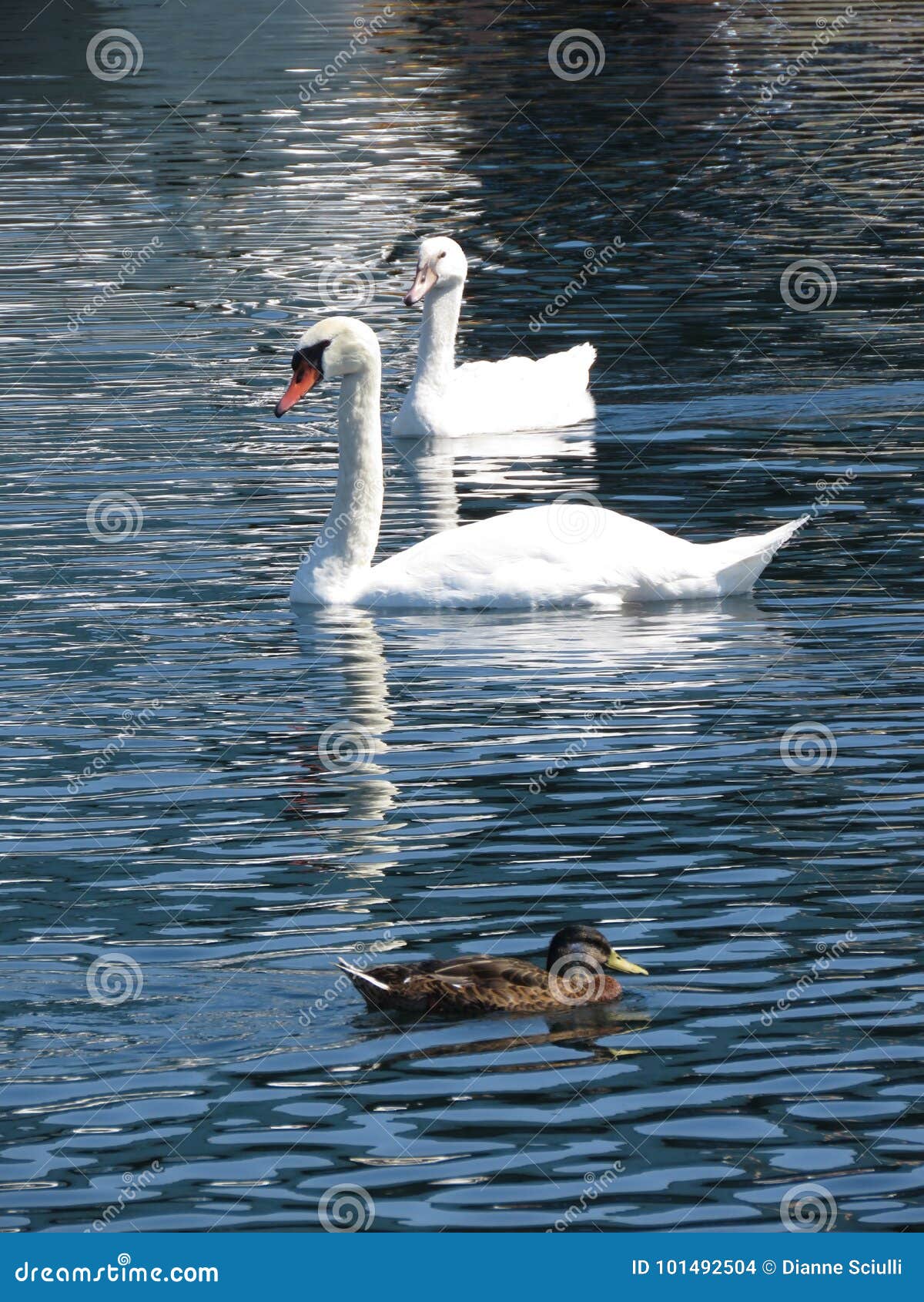 Pato del cisne del cisne foto de archivo. Imagen de lago - 101492504