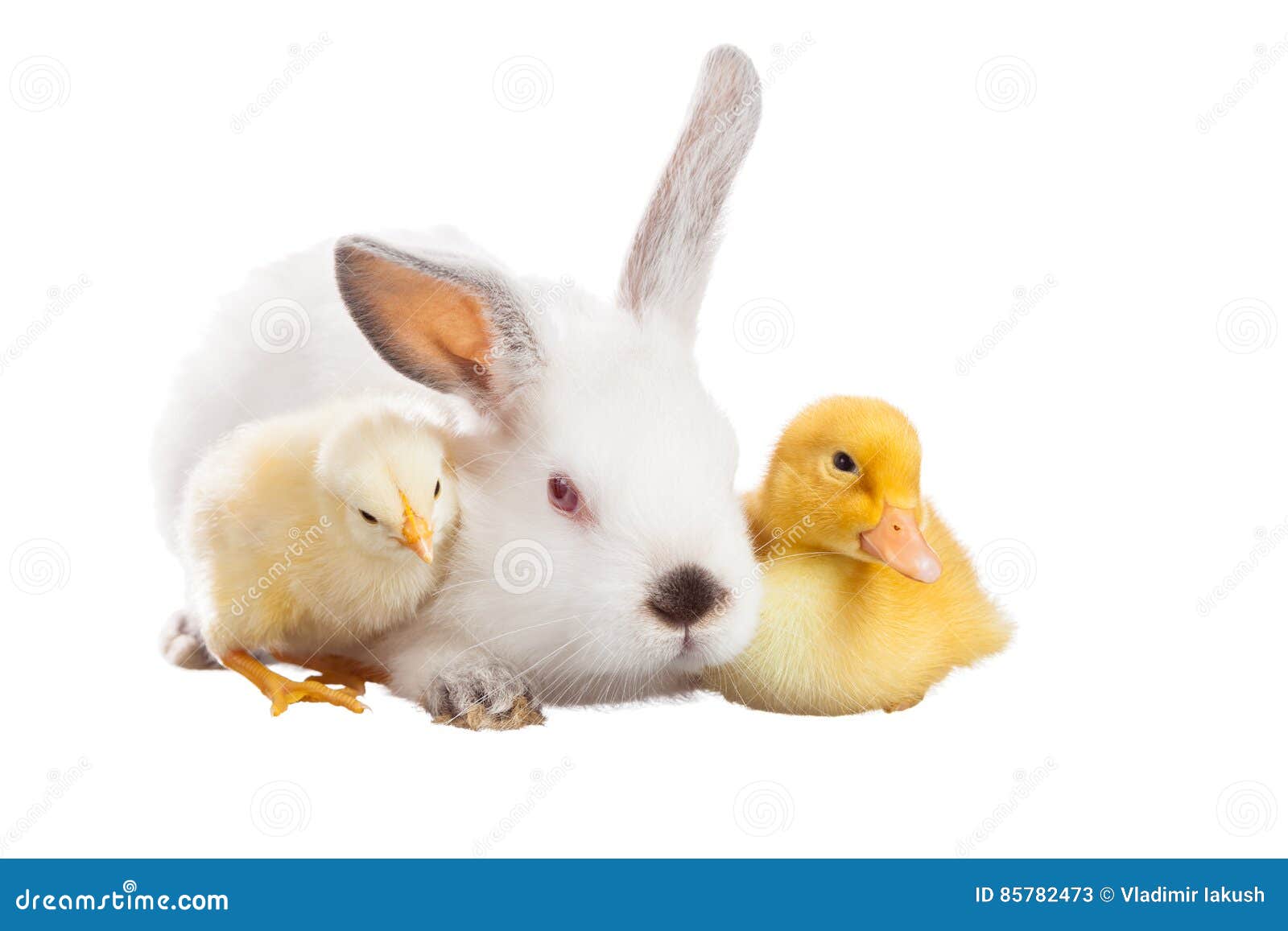 Pato del pollo del conejo imagen de archivo. Imagen de feliz - 85782473