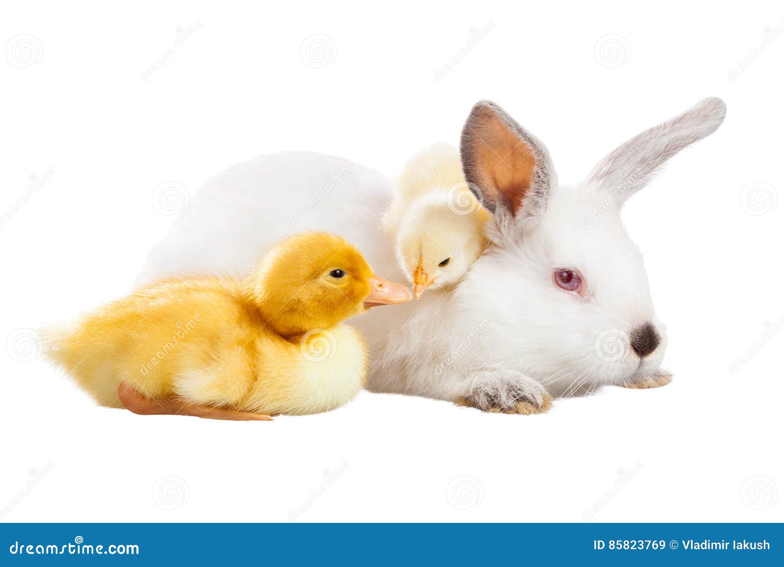 Pato del pollo del conejo imagen de archivo. Imagen de conejo - 85823769