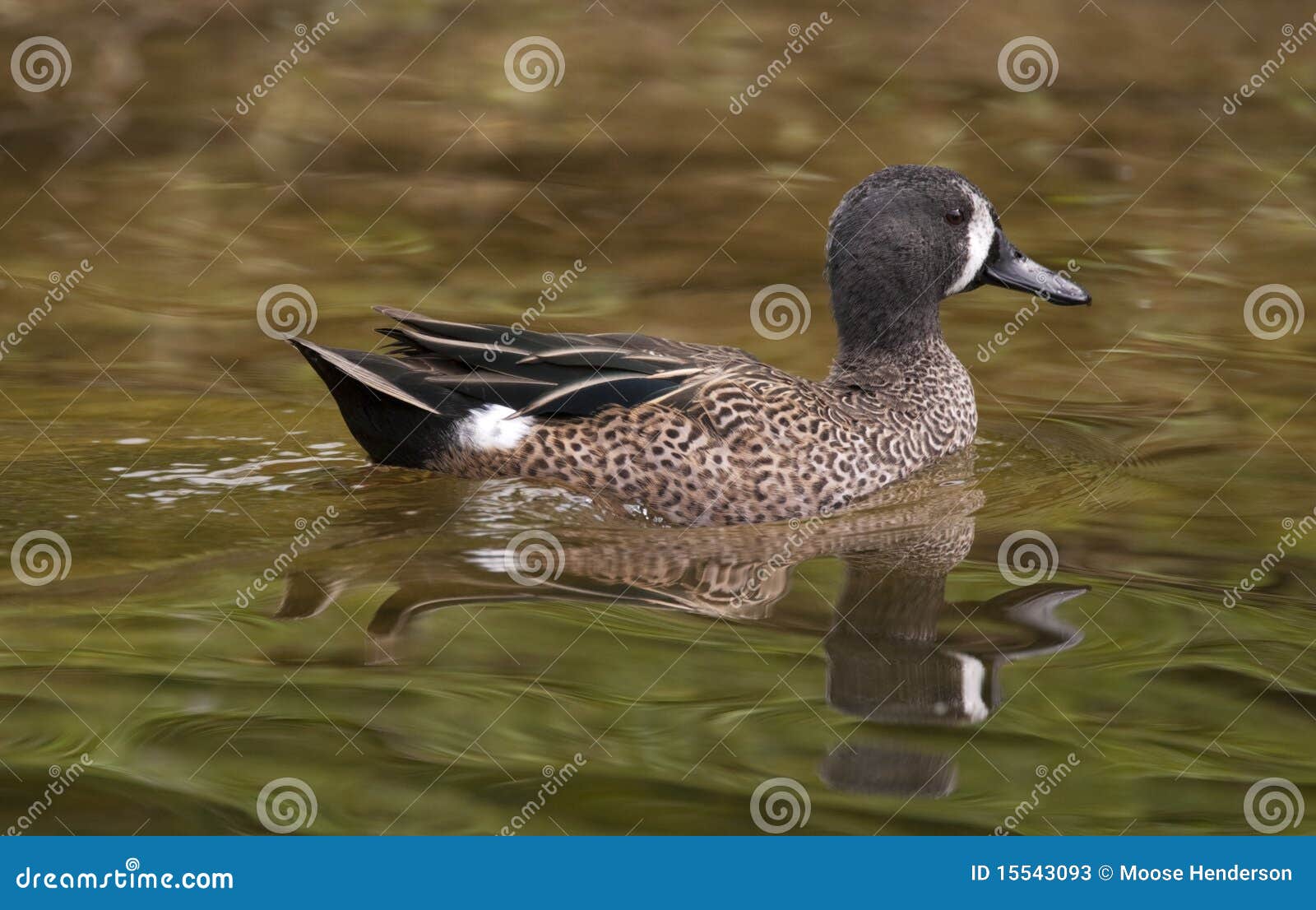 Pato Del Trullo Del Azul-ala Imagen de archivo - Imagen de teal, aves ...