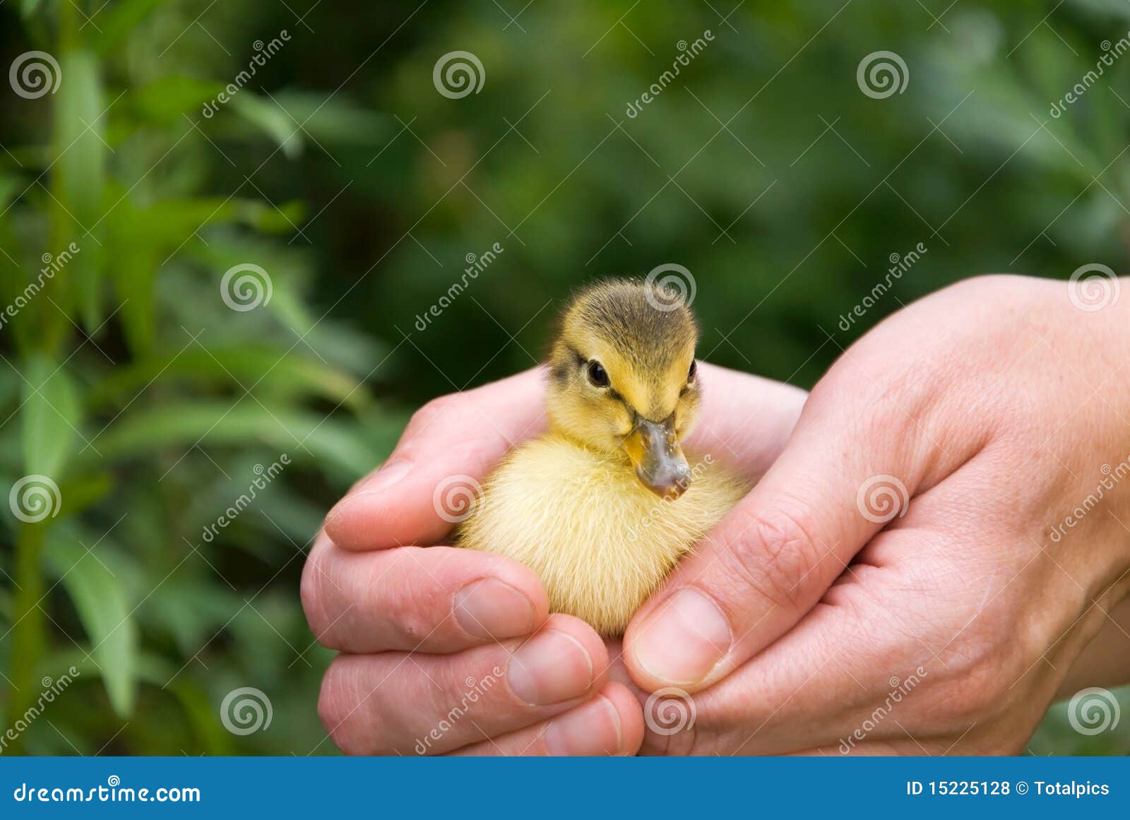 Pato do bebê foto de stock. Imagem de ovos, animal, agricultura - 15225128