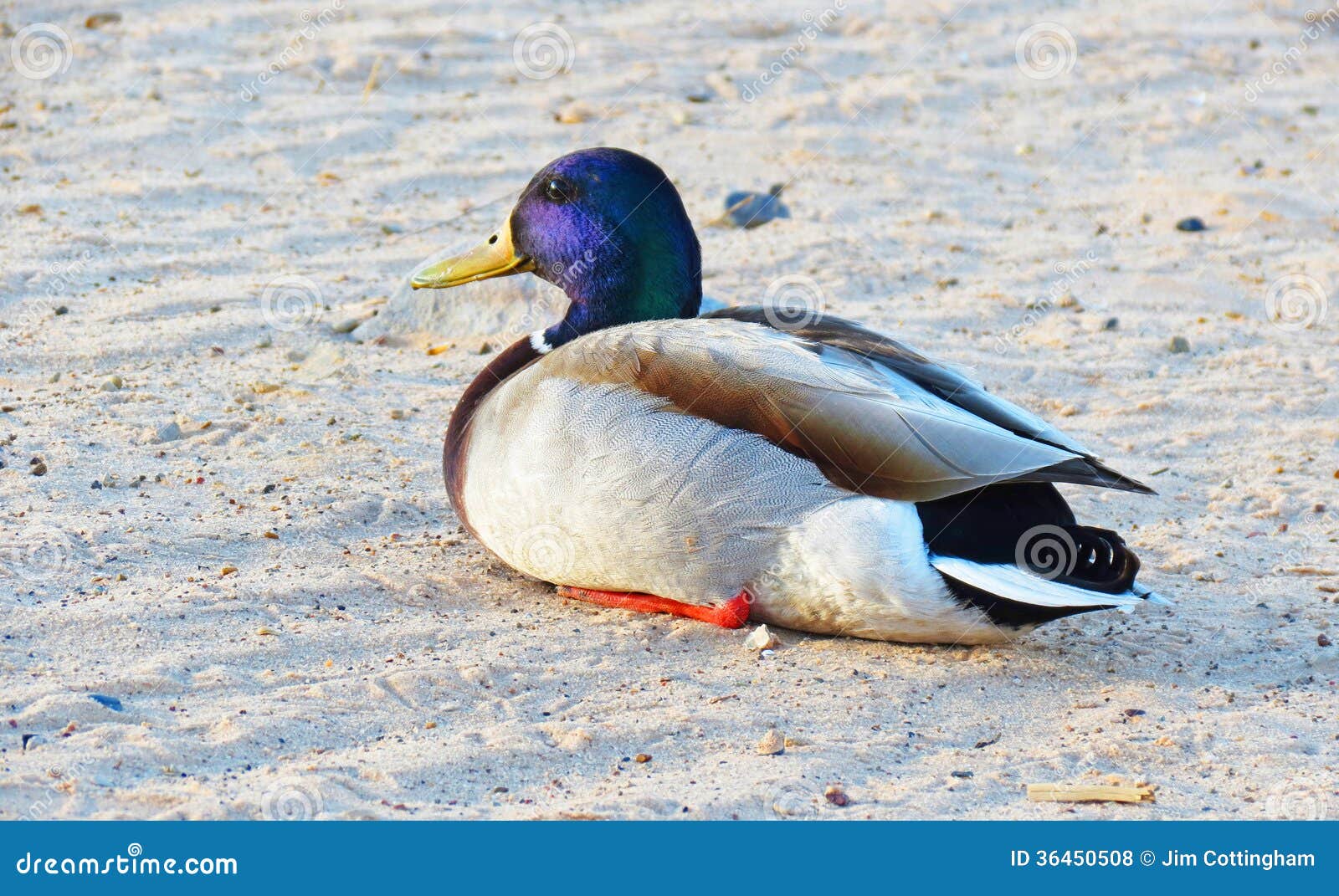 Pato Do Pato Selvagem Com Cabeça Azul Foto de Stock - Imagem de ...